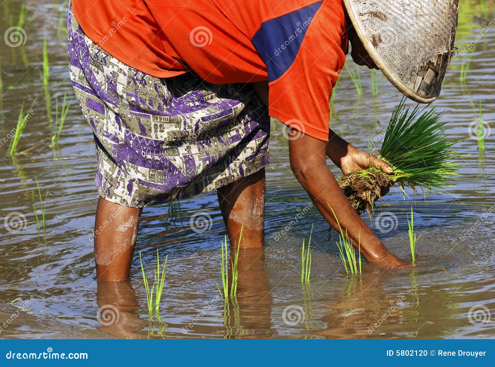 Indonesia, Java: Work in Ricefield Stock Photo - Image of crops ...