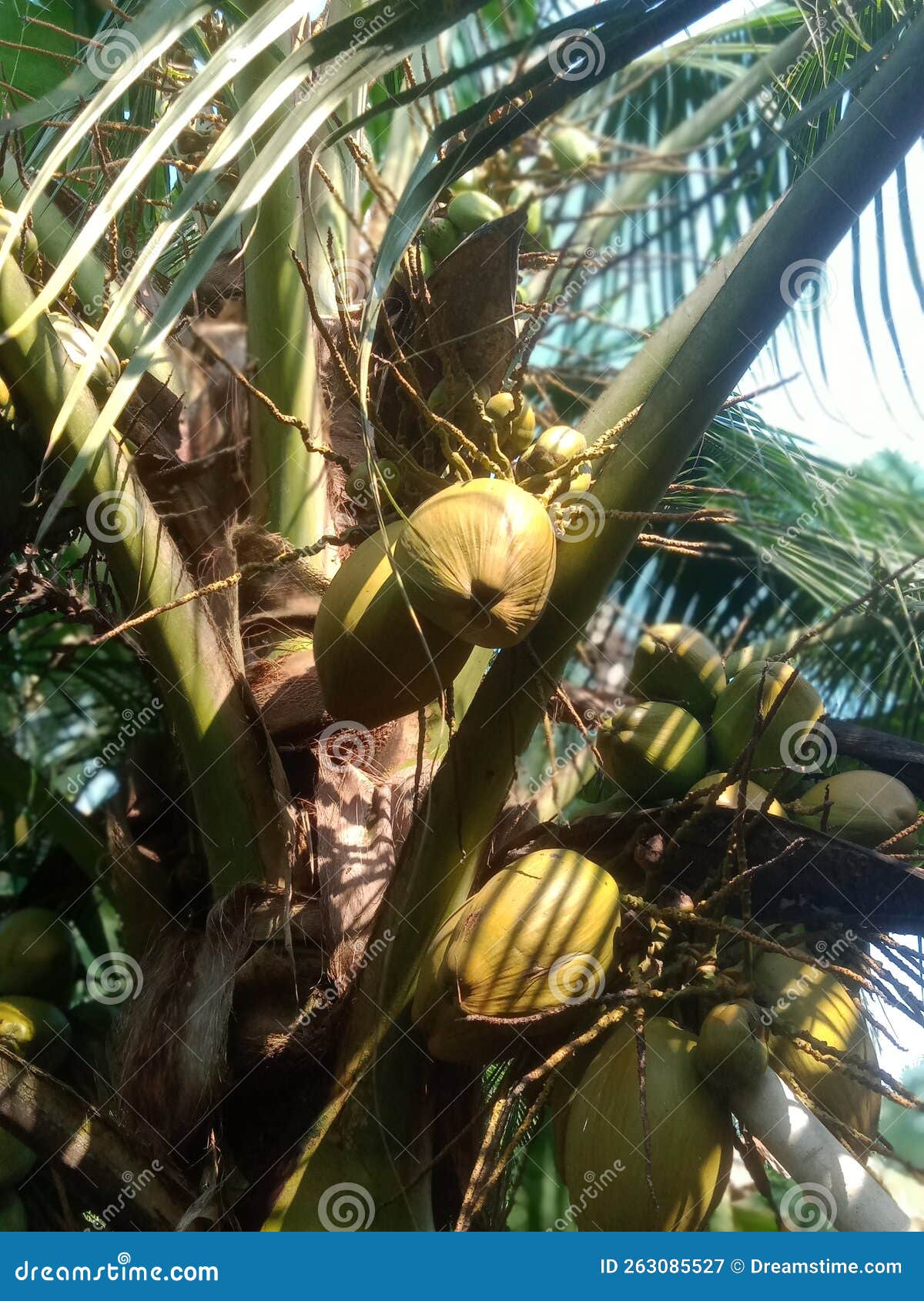 Indonesia Local coconut stock image. Image of vegetation - 263085527