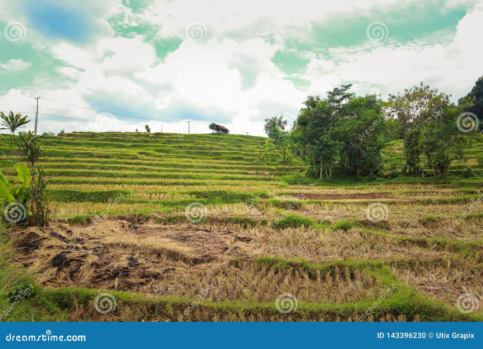 Indonesia rice field stock photo. Image of bali, ubud - 143396230