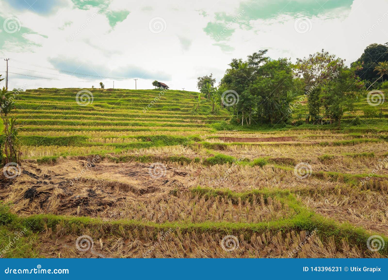 Indonesia rice field stock image. Image of agriculture - 143396231