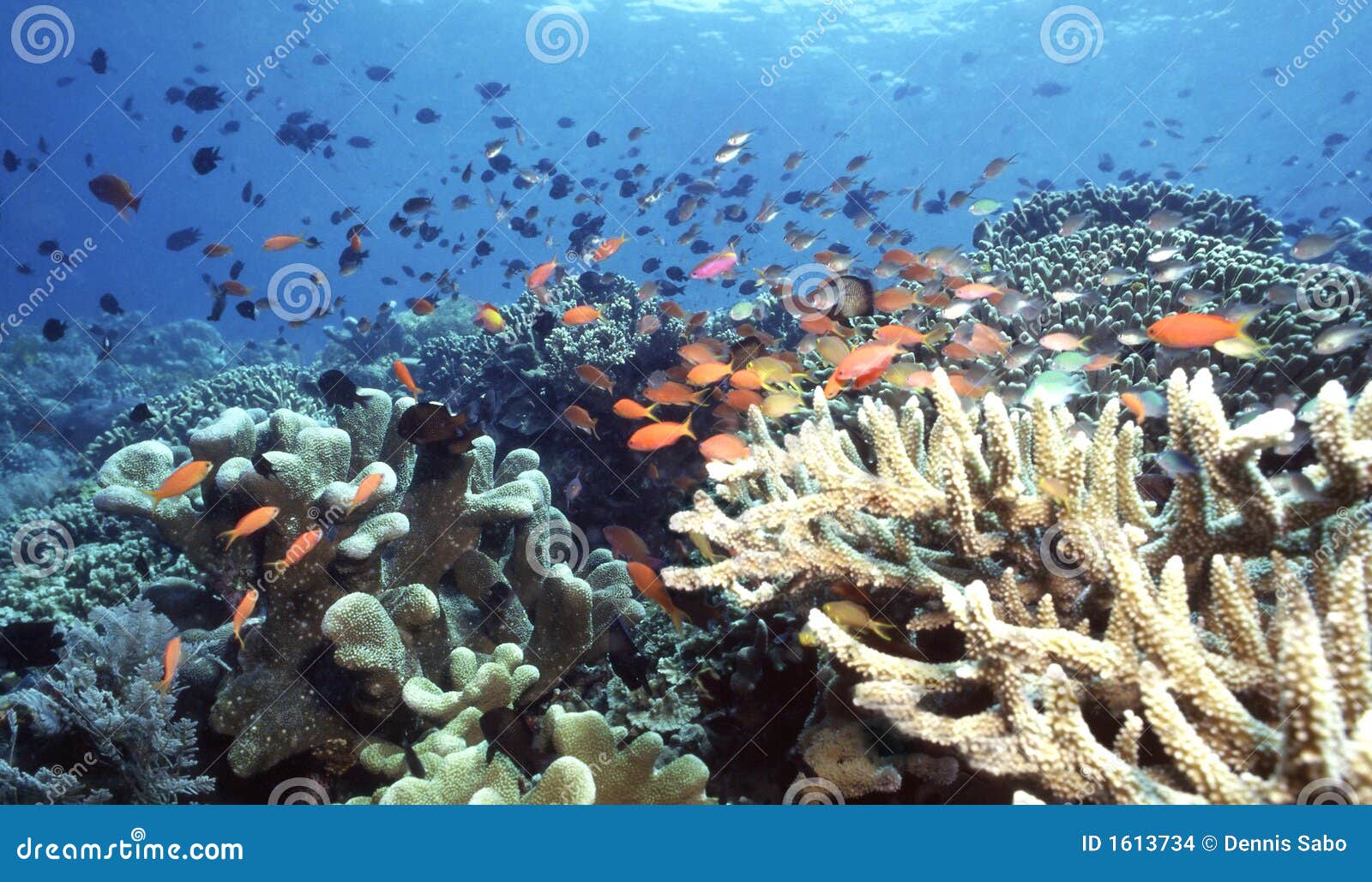 Indonesia Reef stock photo. Image of recreation, snorkeller - 1613734