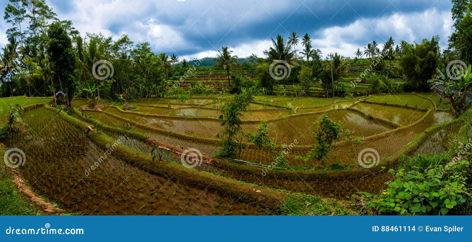 Indonesia Rice Field Panorama Stock Photo - Image of java, landscape ...
