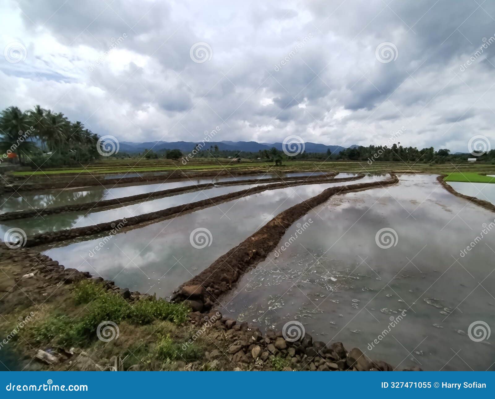 Indonesia Rice Paddy Field stock image. Image of asia - 327471055