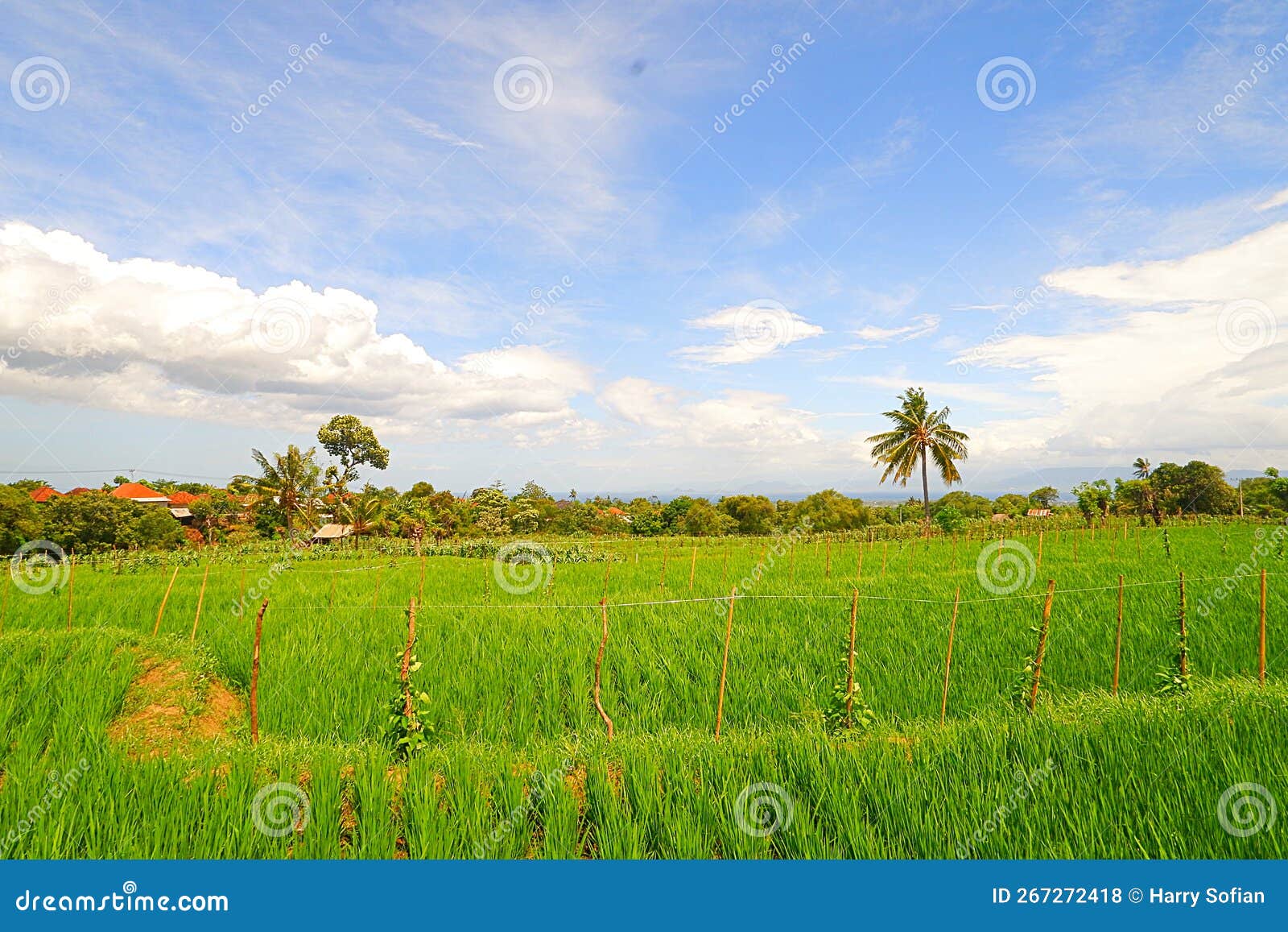 Indonesia Rice Paddy Field stock photo. Image of terrace - 267272418