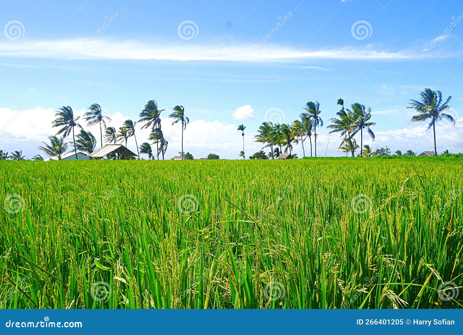 Indonesia Rice Paddy Field stock image. Image of vietnam - 266401205