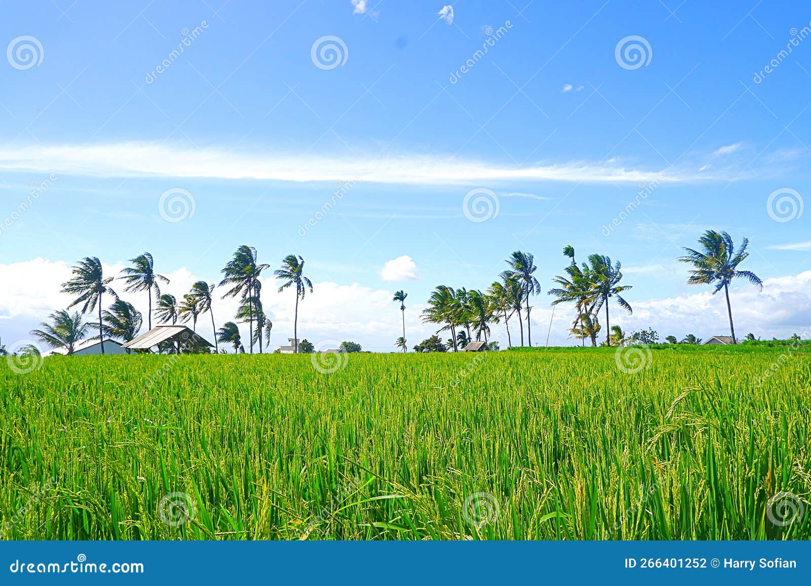 Indonesia Rice Paddy Field stock photo. Image of grass - 266401252
