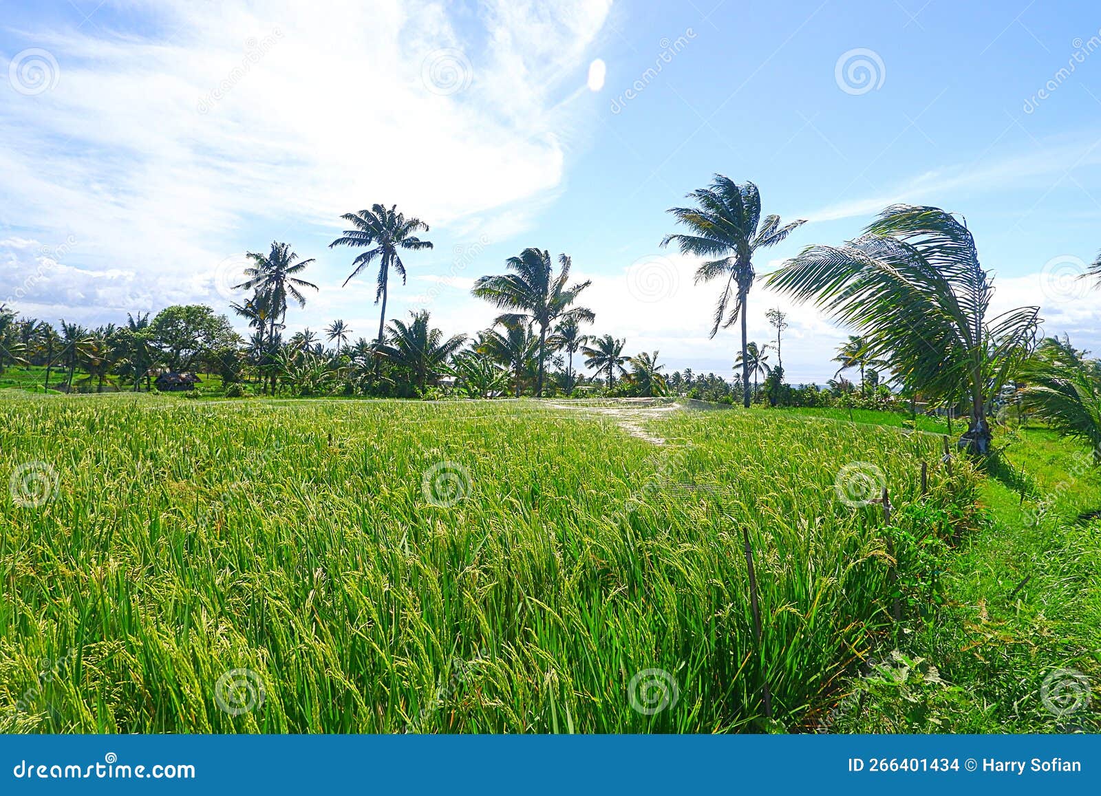 Indonesia Rice Paddy Field stock photo. Image of food - 266401434