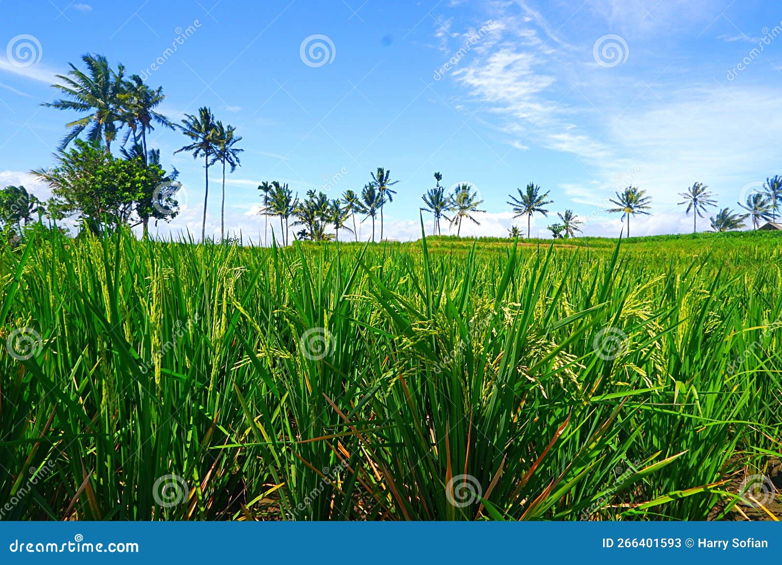 Indonesia Rice Paddy Field stock image. Image of indonesia - 266401593