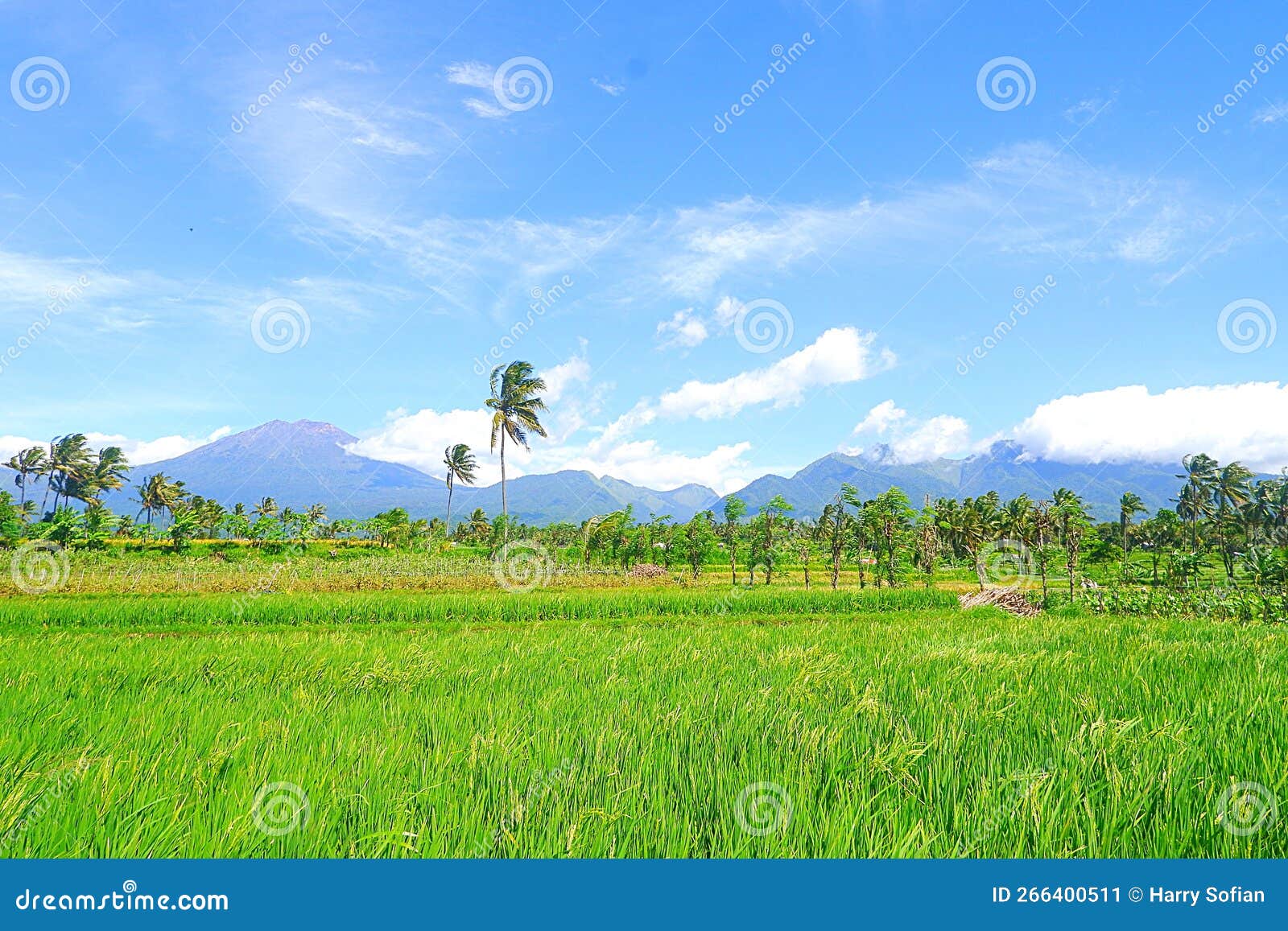 Indonesia Rice Paddy Field stock image. Image of field - 266400511