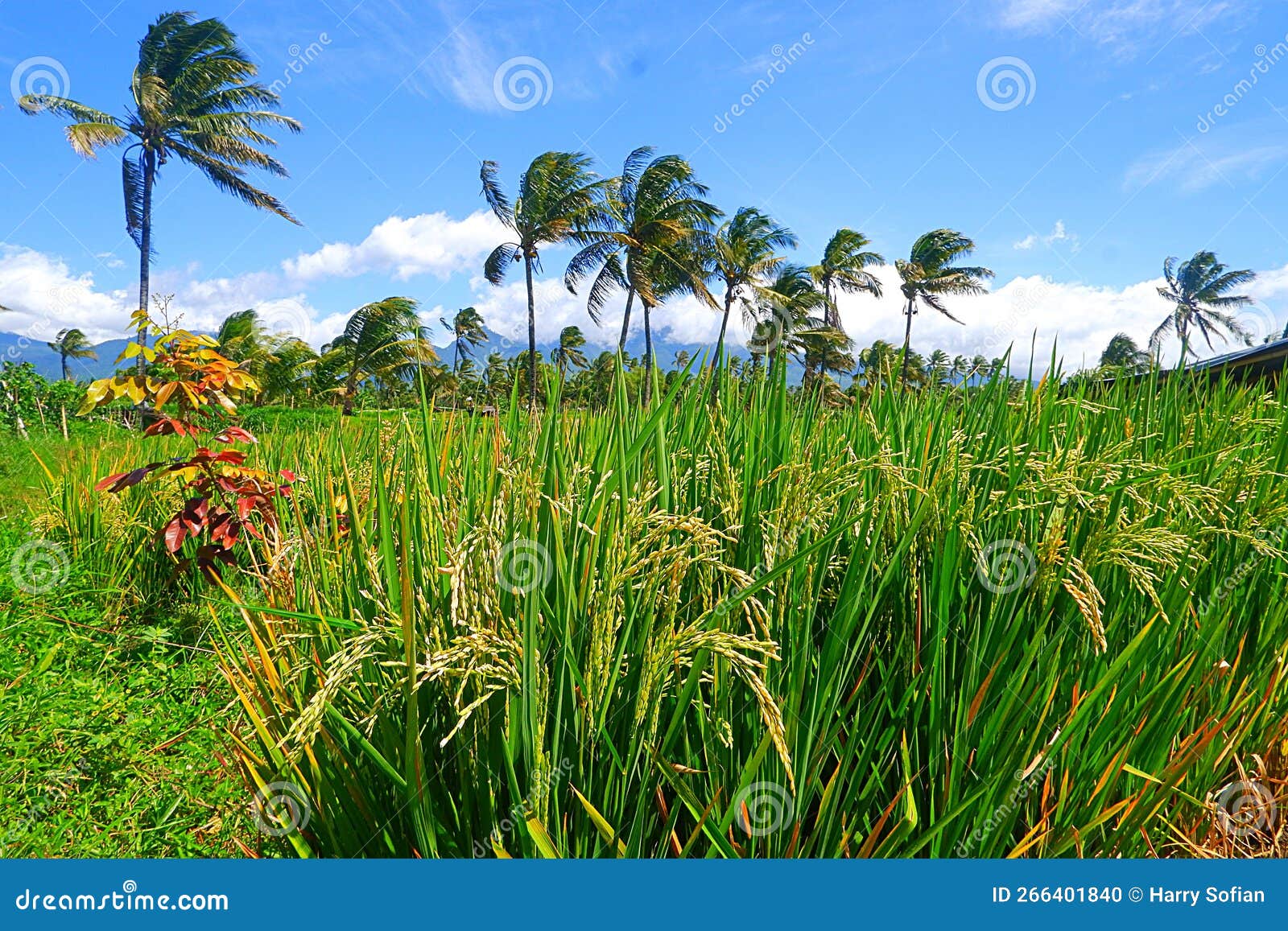 Indonesia Rice Paddy Field stock photo. Image of beautiful - 266401840