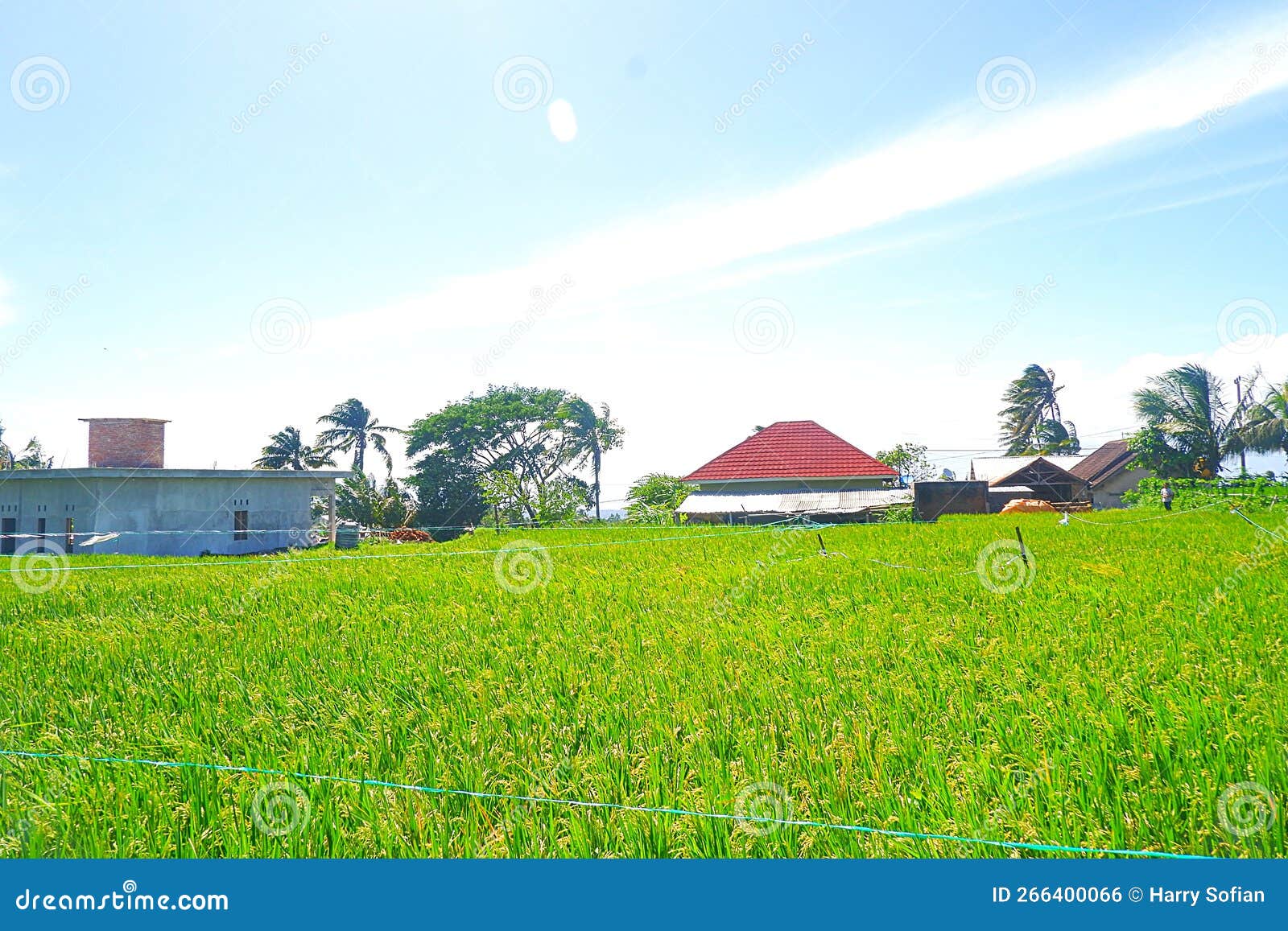 Indonesia Rice Paddy Field stock photo. Image of plantation - 266400066