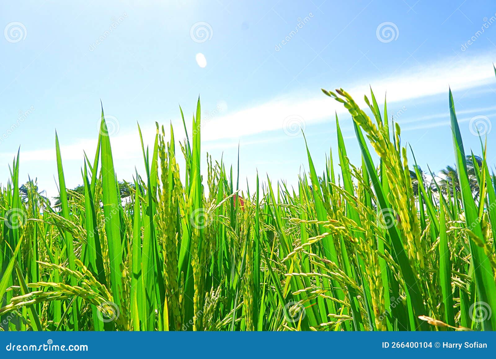 Indonesia Rice Paddy Field stock photo. Image of culture - 266400104