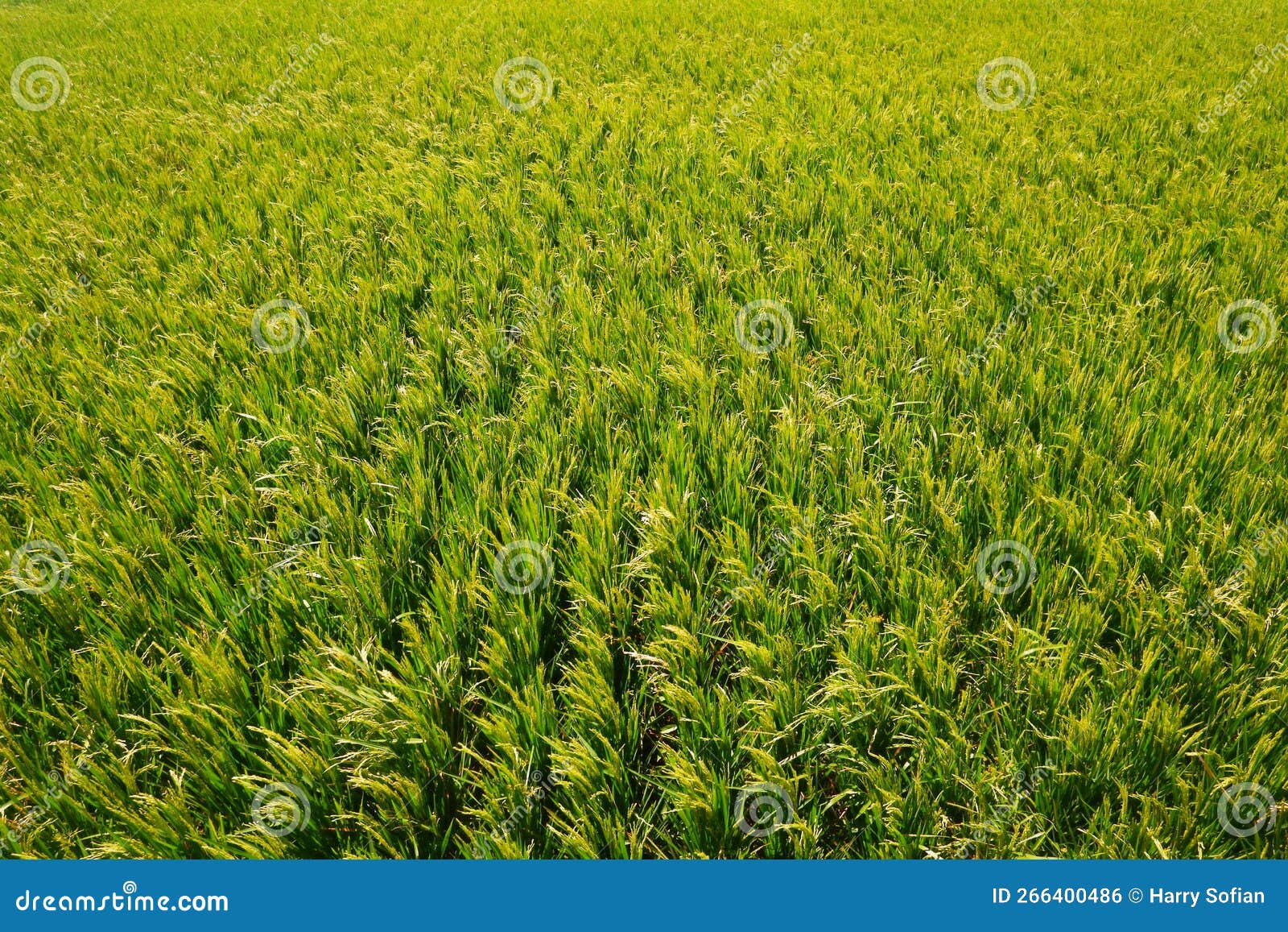 Indonesia Rice Paddy Field stock photo. Image of terrace - 266400486