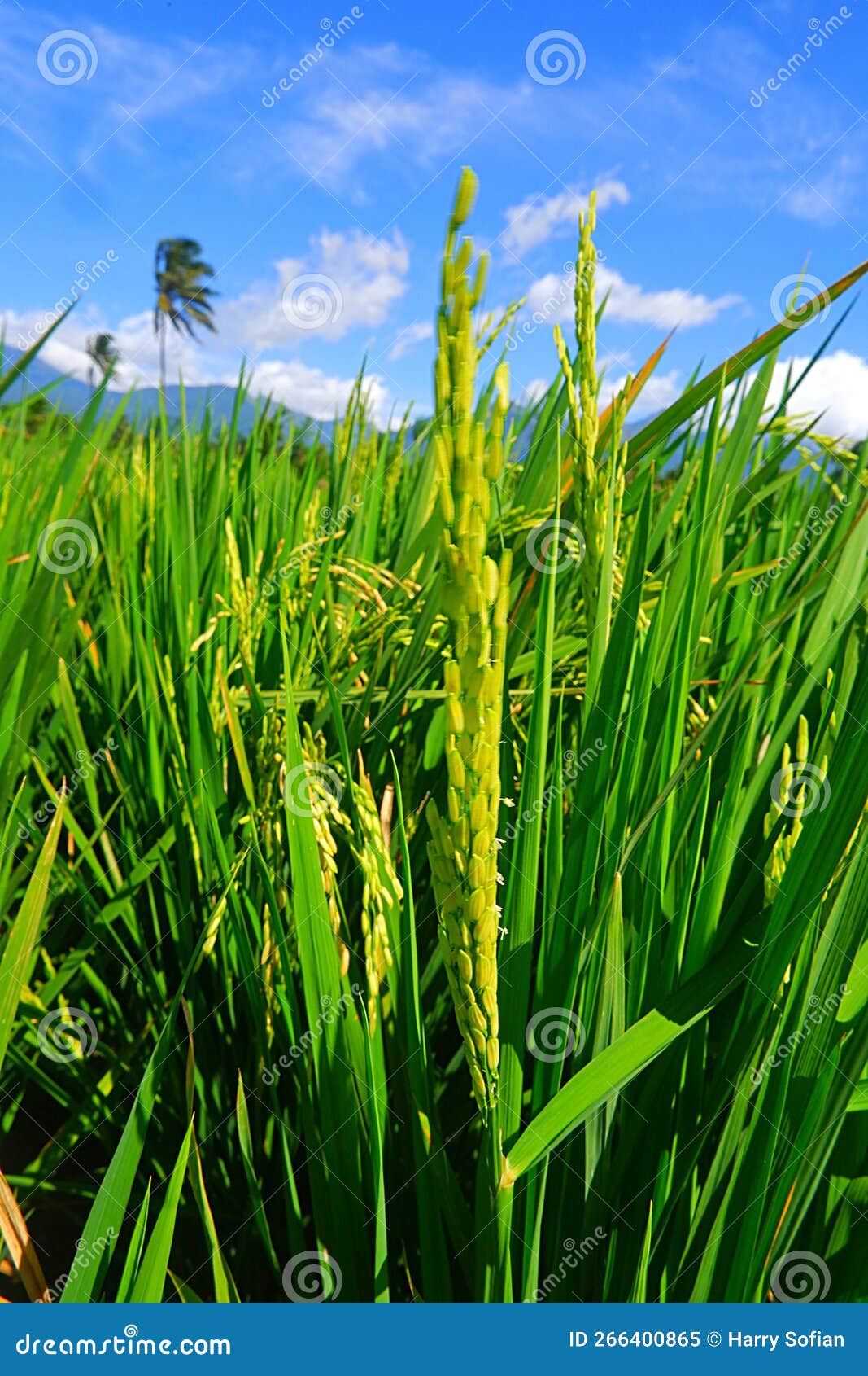 Indonesia Rice Paddy Field stock image. Image of nature - 266400865