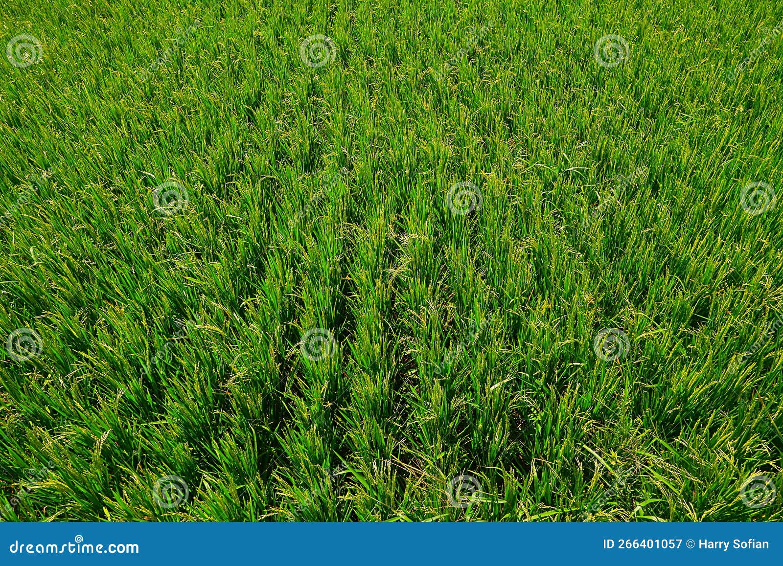 Indonesia Rice Paddy Field stock image. Image of grass - 266401057