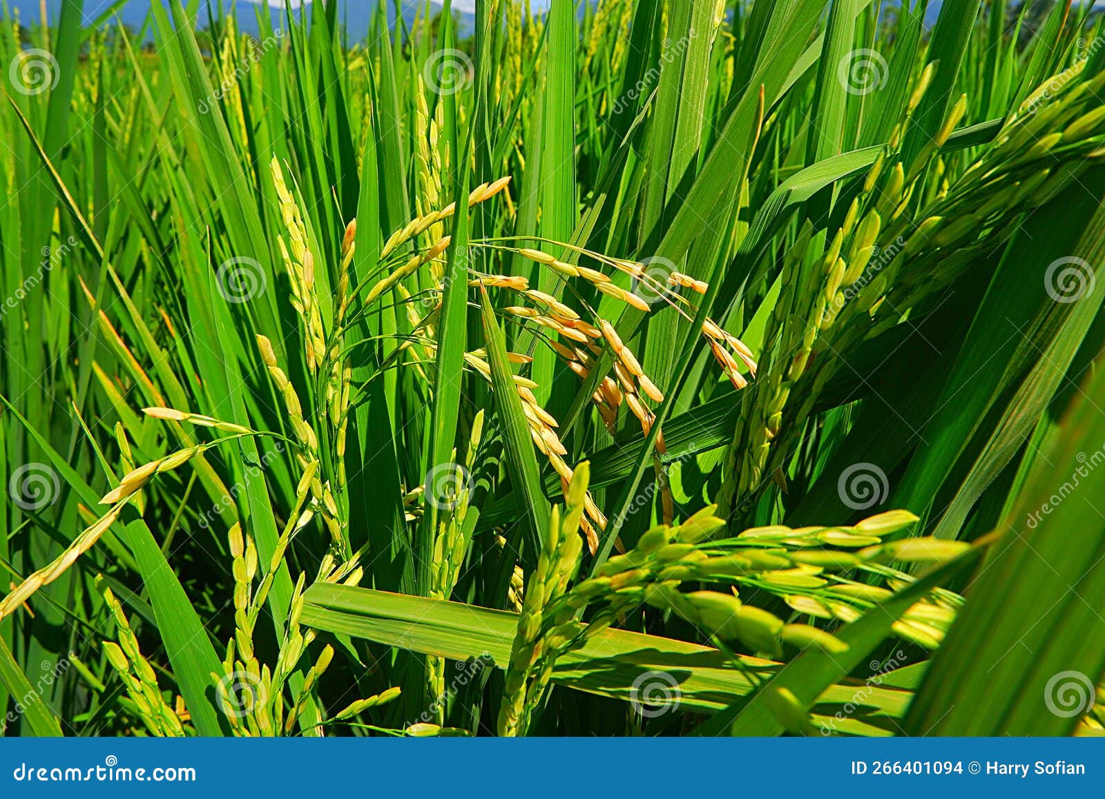 Indonesia Rice Paddy Field stock photo. Image of field - 266401094