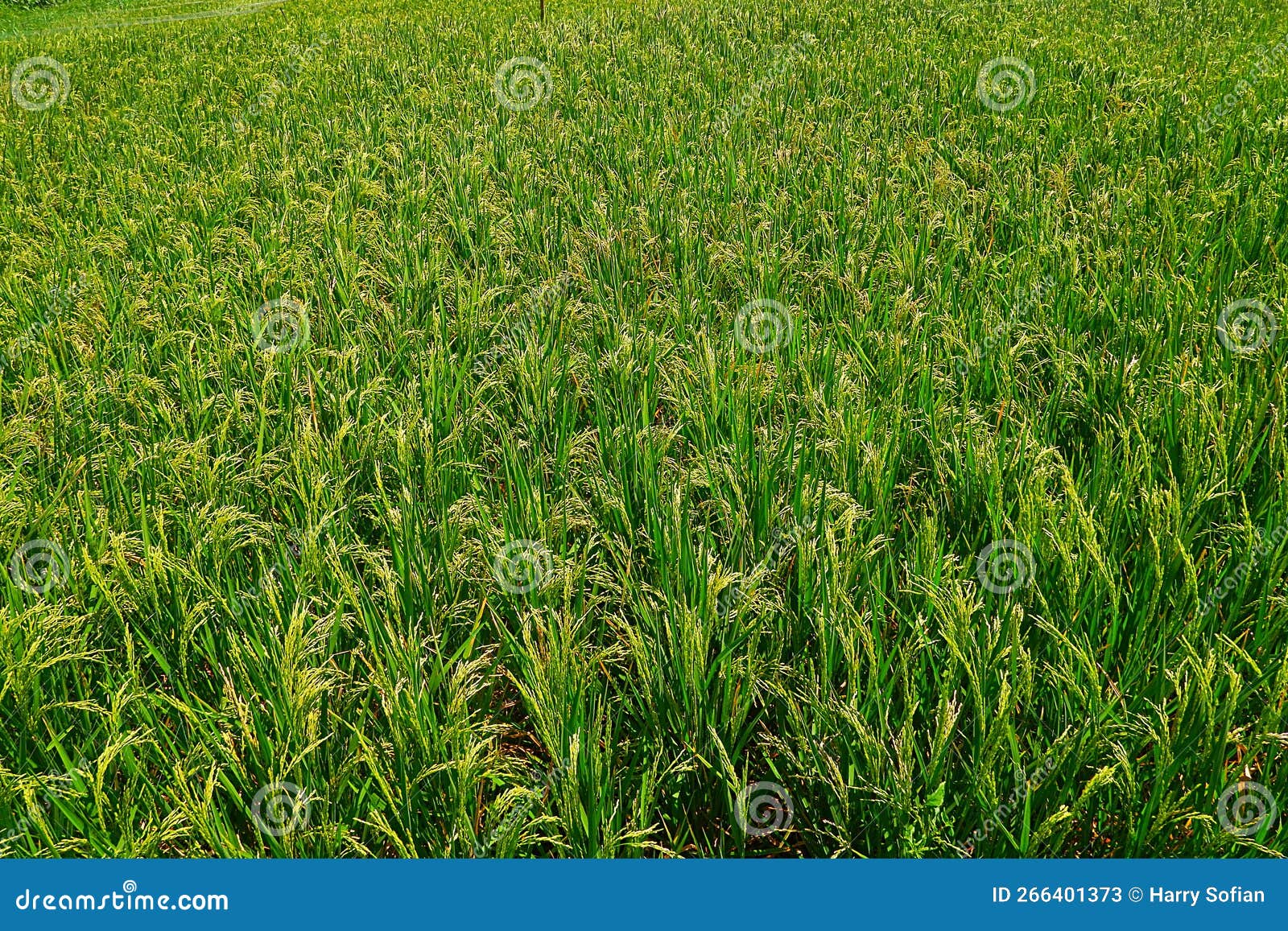 Indonesia Rice Paddy Field stock image. Image of terrace - 266401373
