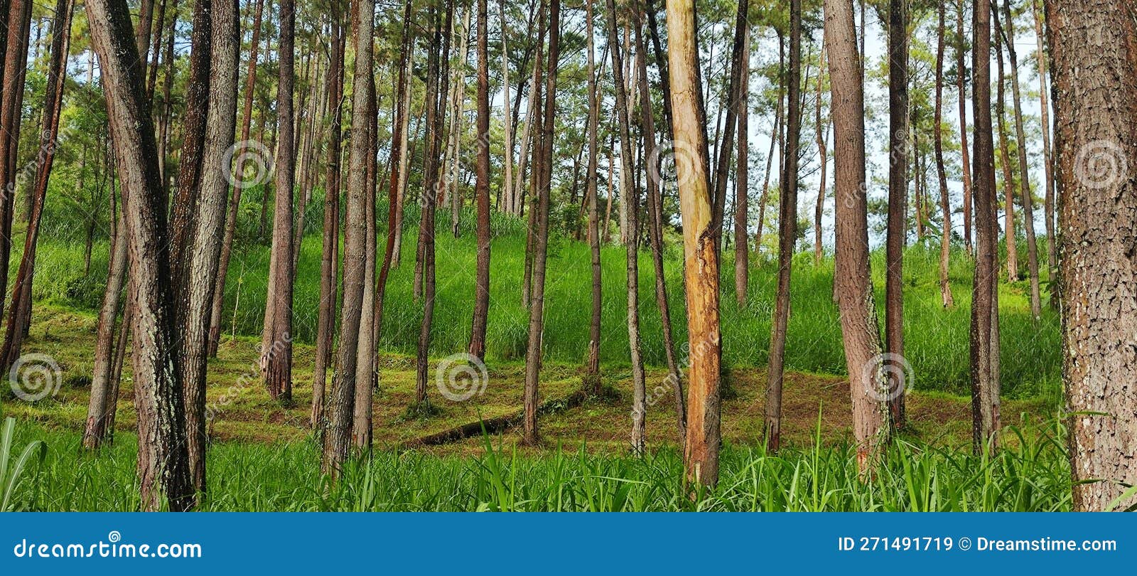 Indonesia& X27;s Forest is the Most Beautiful in the World Stock Image ...