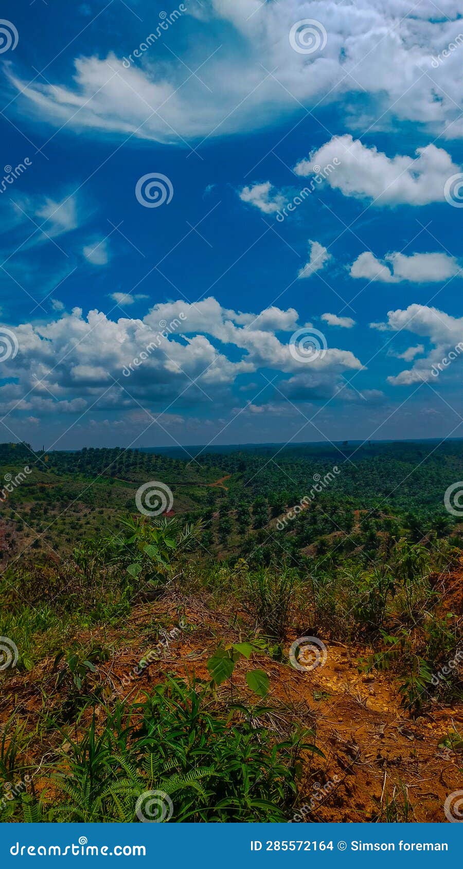 Indonesia& X27;s Forests are Still so Beautiful Stock Photo - Image of ...