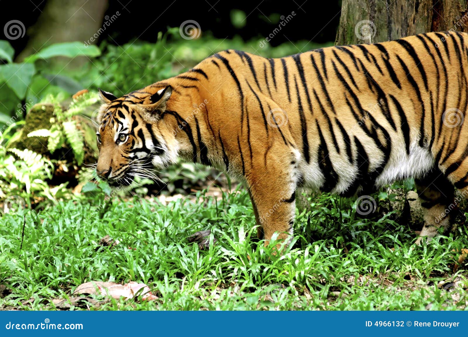 Indonesia; sumatra tiger stock photo. Image of handsome - 4966132