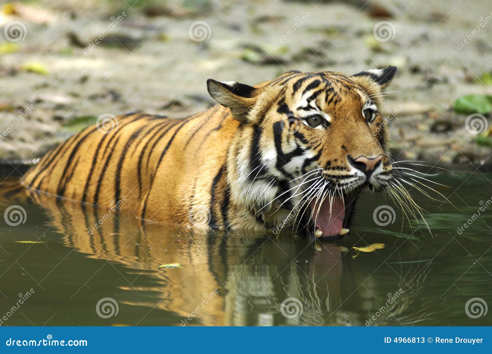 Indonesia; sumatra tiger stock image. Image of heat, hunt - 4966813