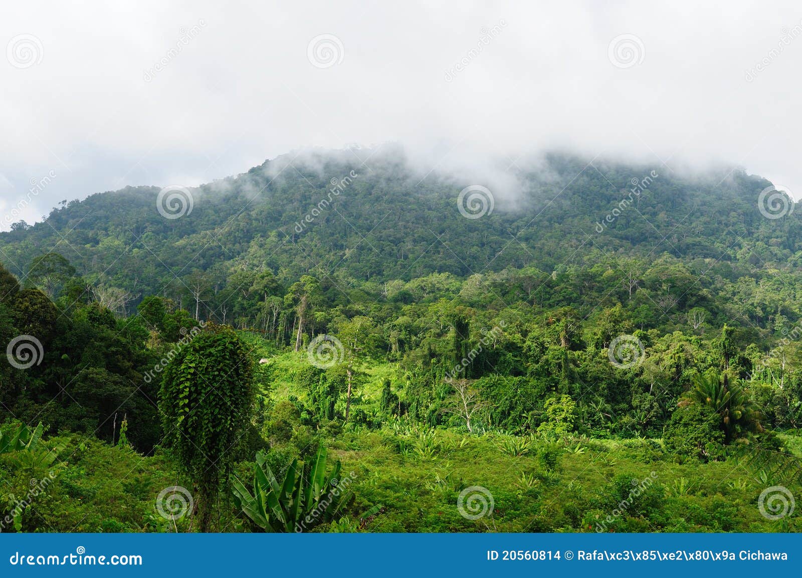 Indonesia - Tropical Borneo Wild Jungle Stock Photo - Image of tanjung ...