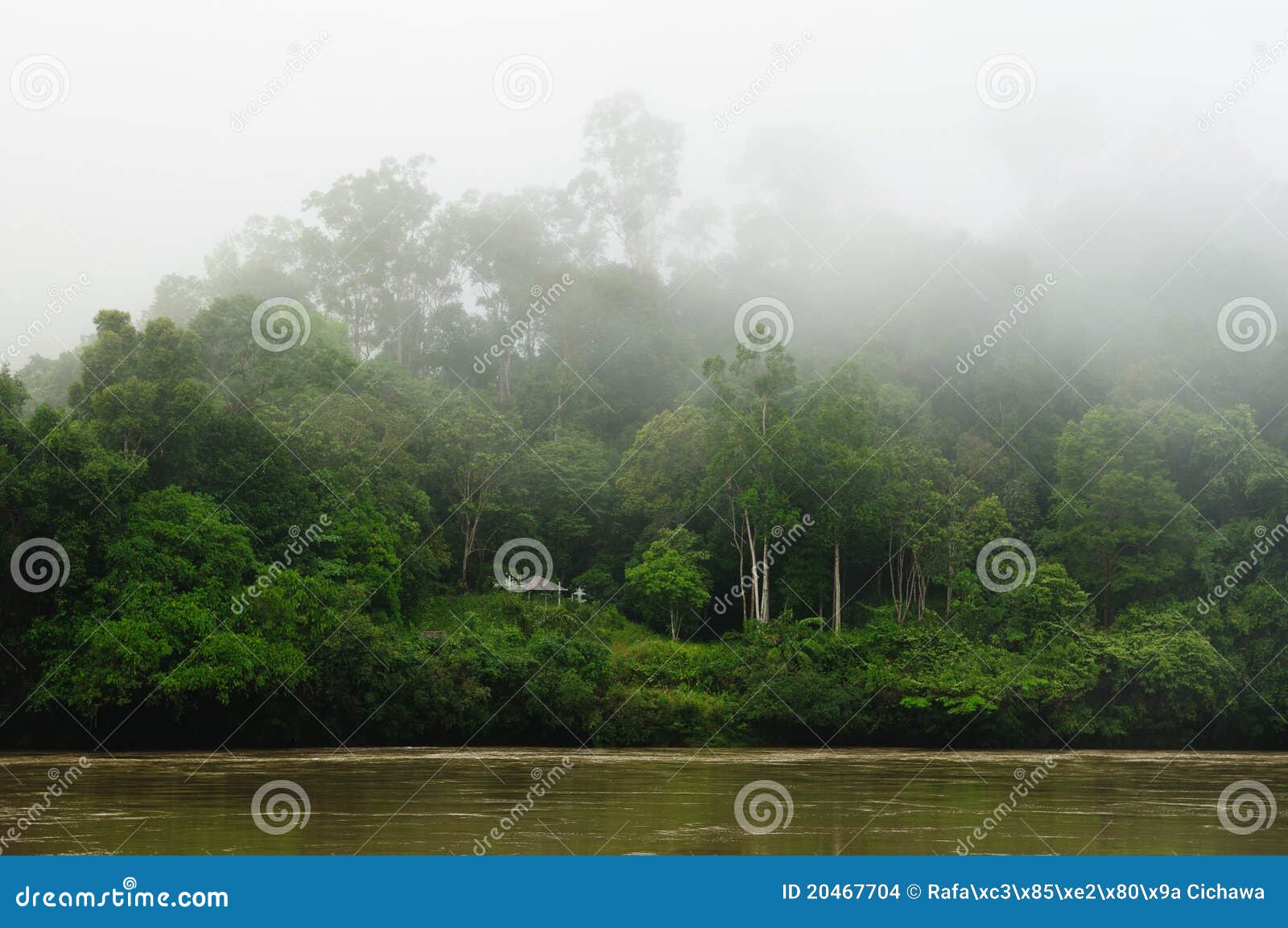 Indonesia - Tropical Jungle on the River, Borneo Stock Photo - Image of ...