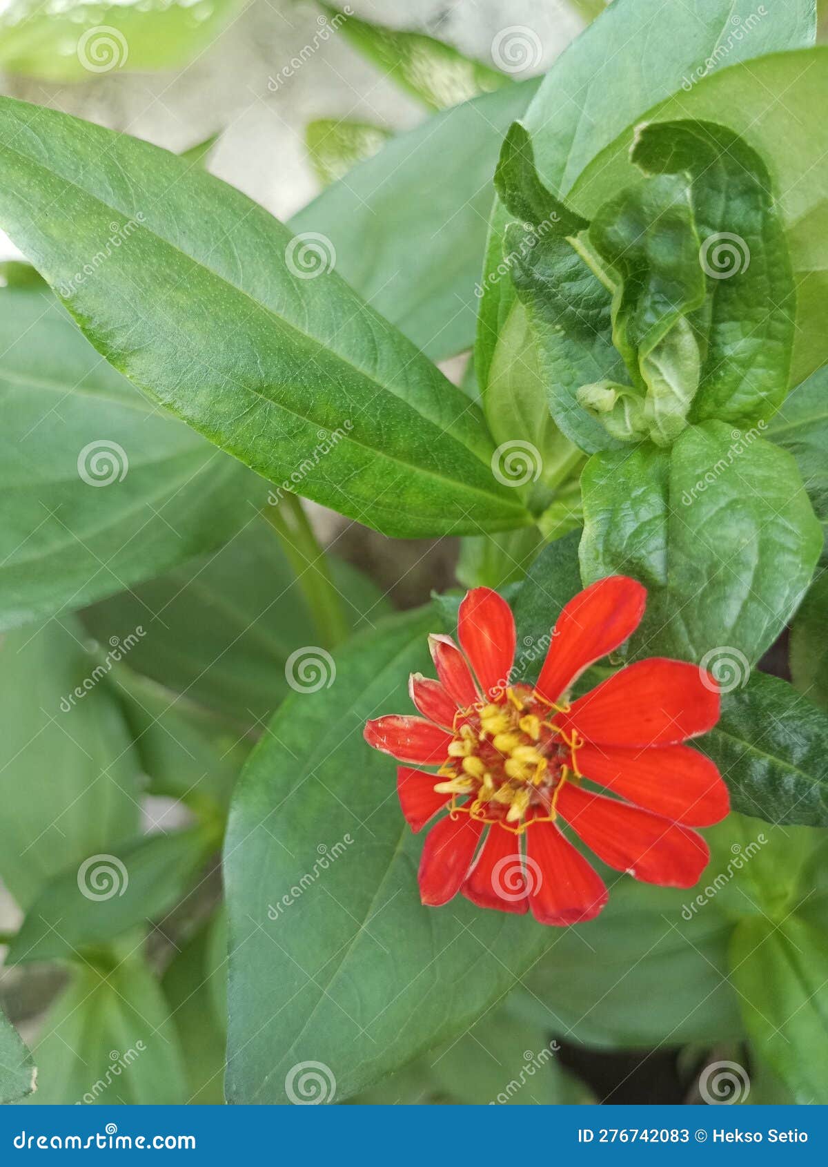 In Indonesia, this Waste is Called a Beautiful Paper Flower Stock Image ...