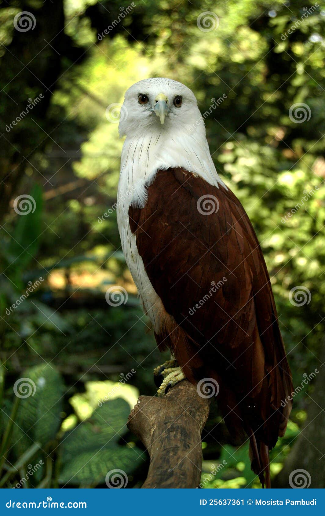 Indonesian bald eagle stock image. Image of kite, animal - 25637361