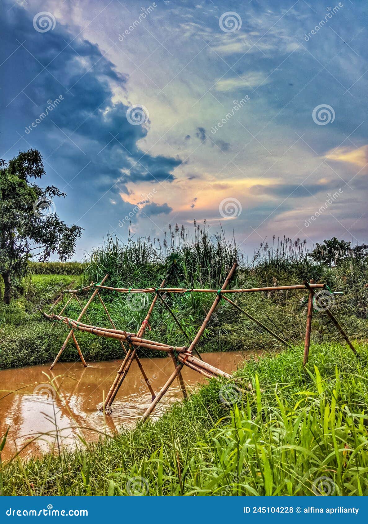 Indonesian Bambu Bridge on the River at Rice Field Stock Photo - Image ...