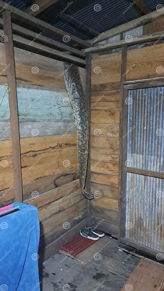 Indonesian Batik Female Python Skin Stock Photo - Image of female, skin ...