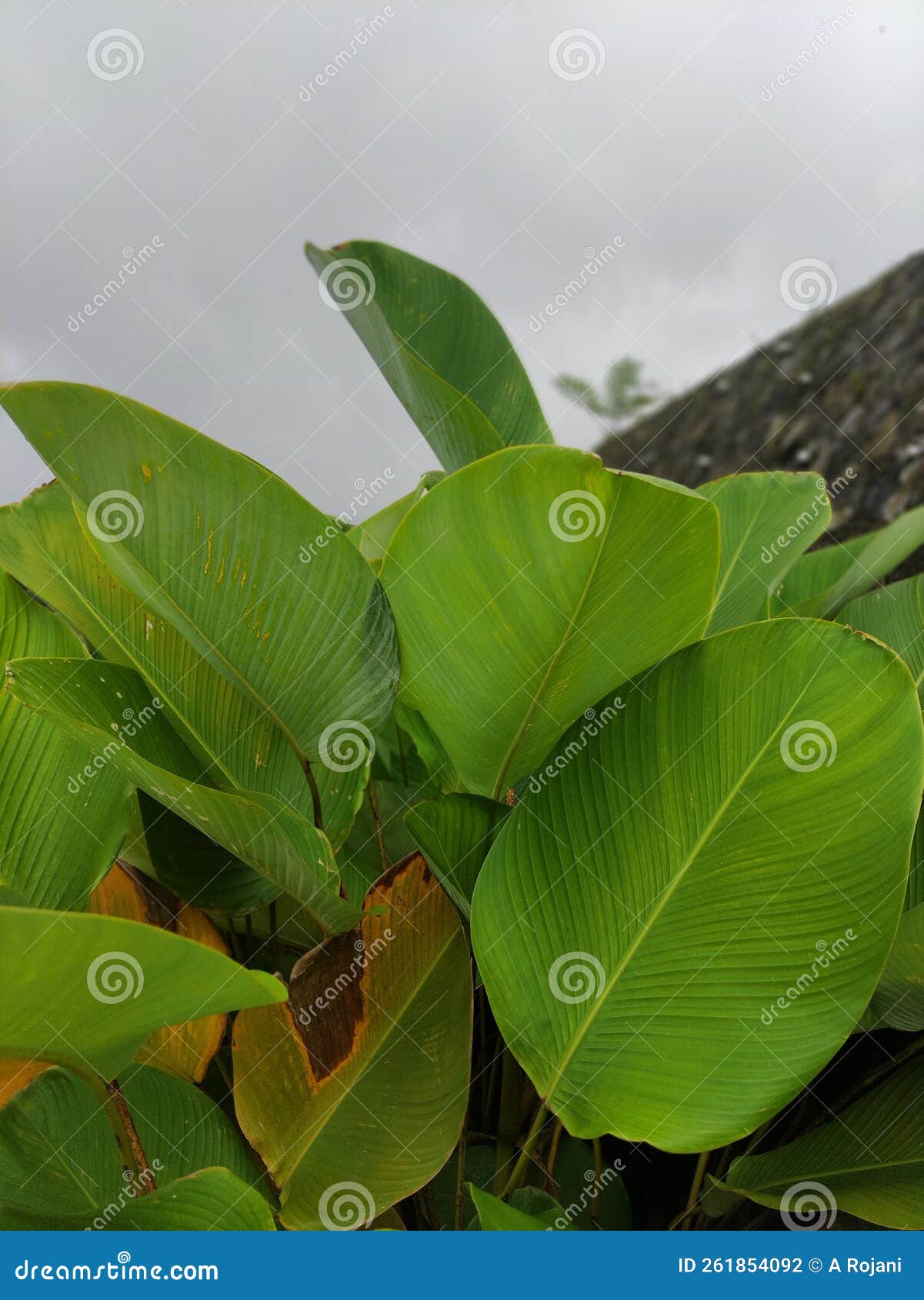 Indonesian Beautifull Tree in the World Stock Photo - Image of tree ...