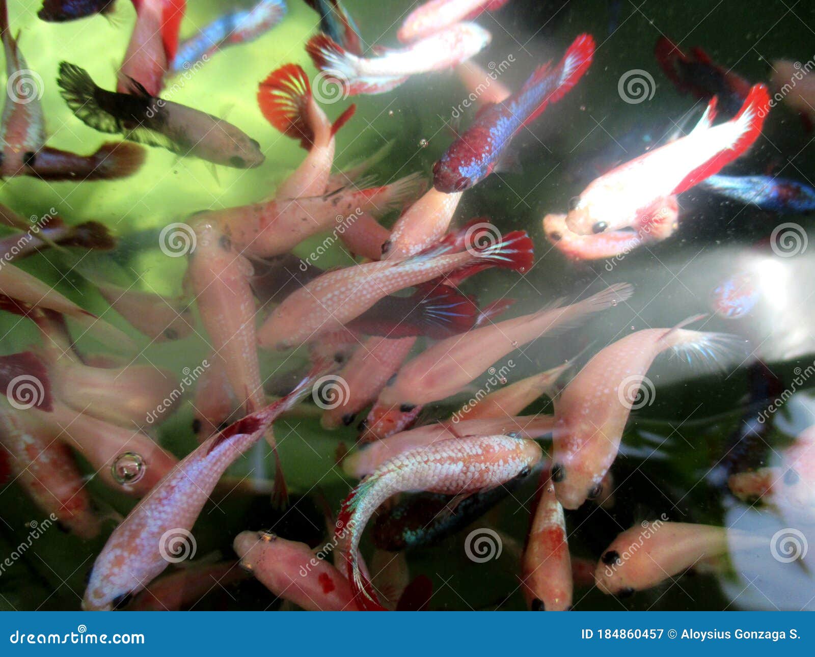 Indonesian betta fish. stock image. Image of petal, plant - 184860457