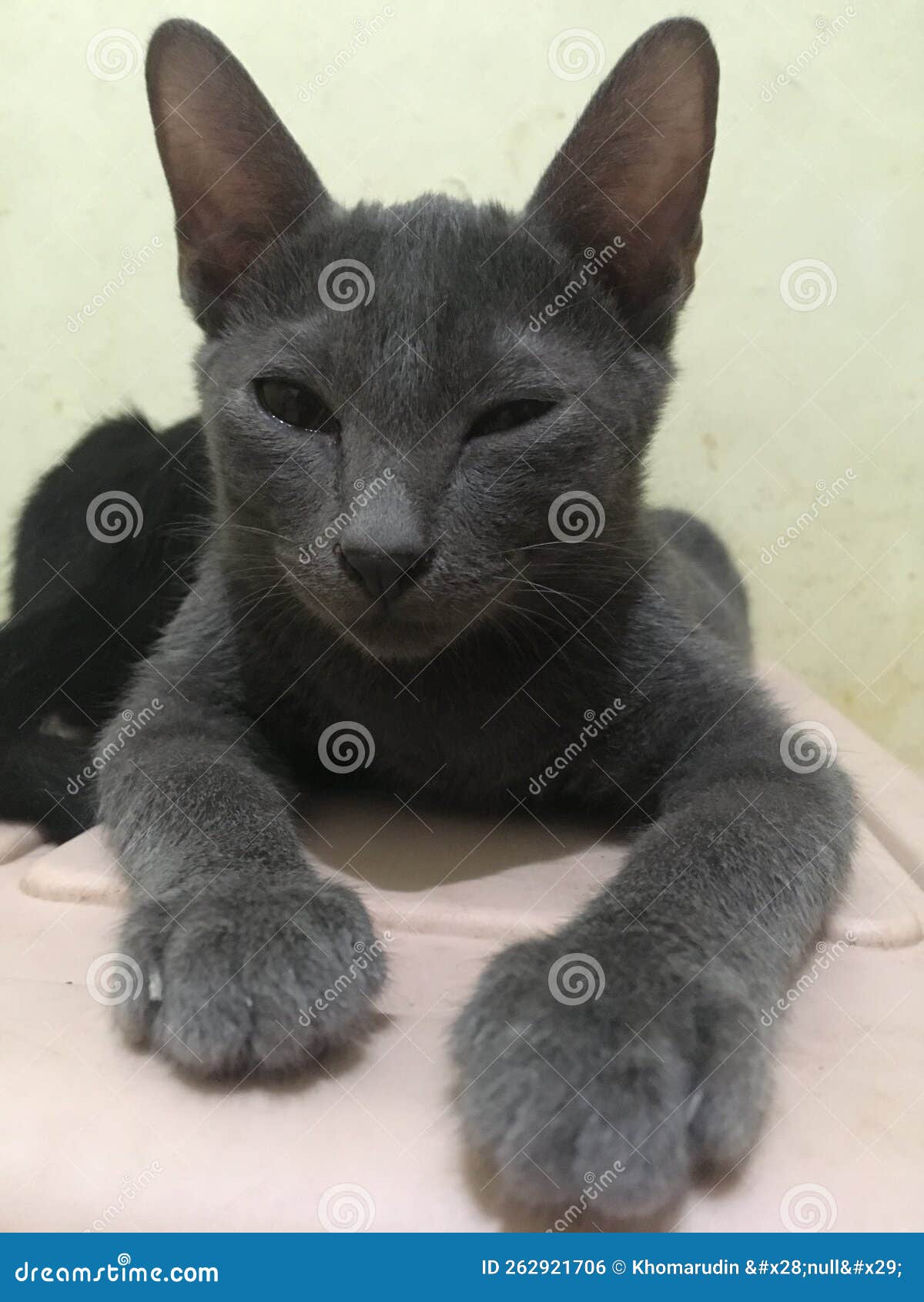 Indonesian cat stock photo. Image of java, indonesian - 262921706