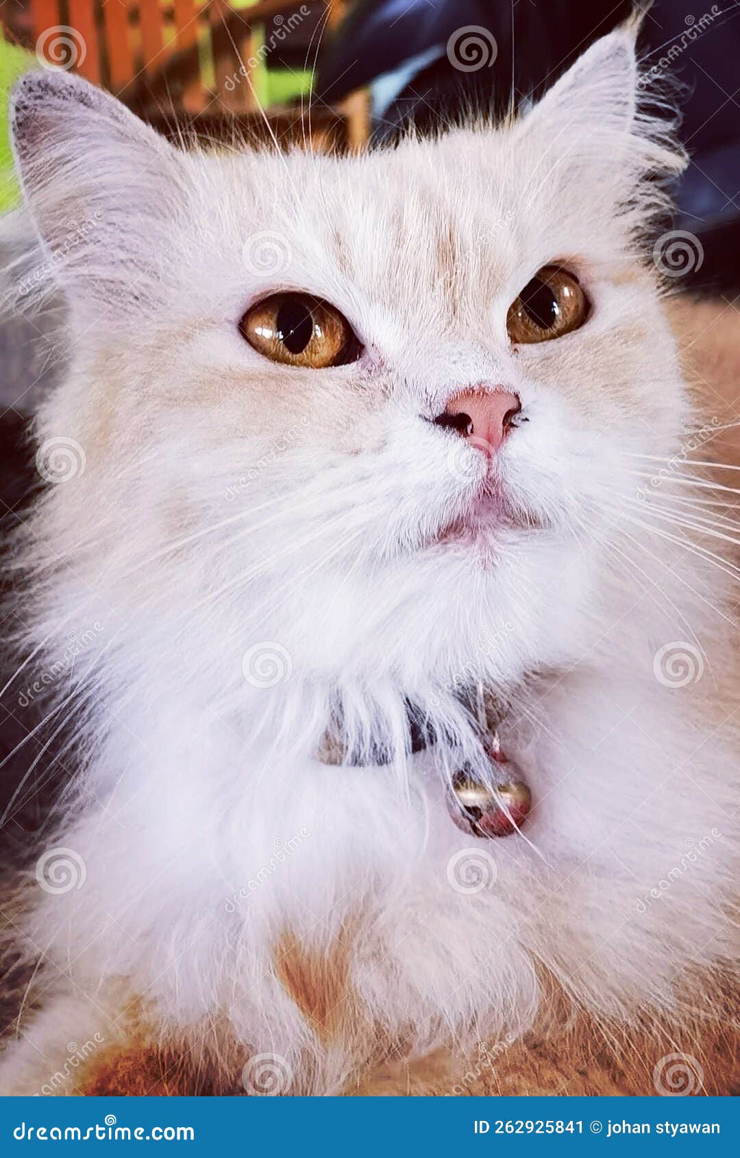 Indonesian cat stock image. Image of animal, kitten - 262925841