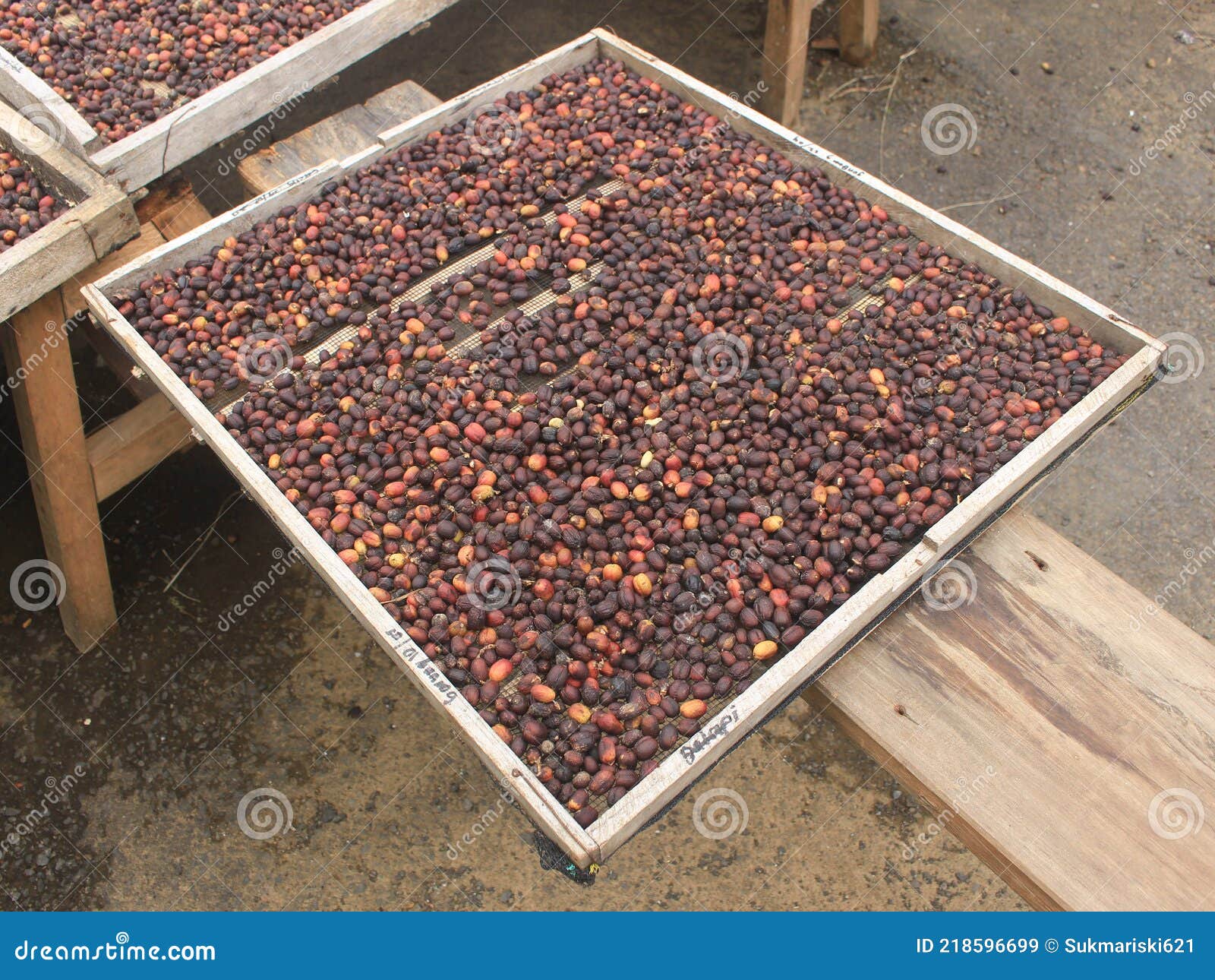 Indonesian Coffee Drying Process Stock Image - Image of cafeteria ...