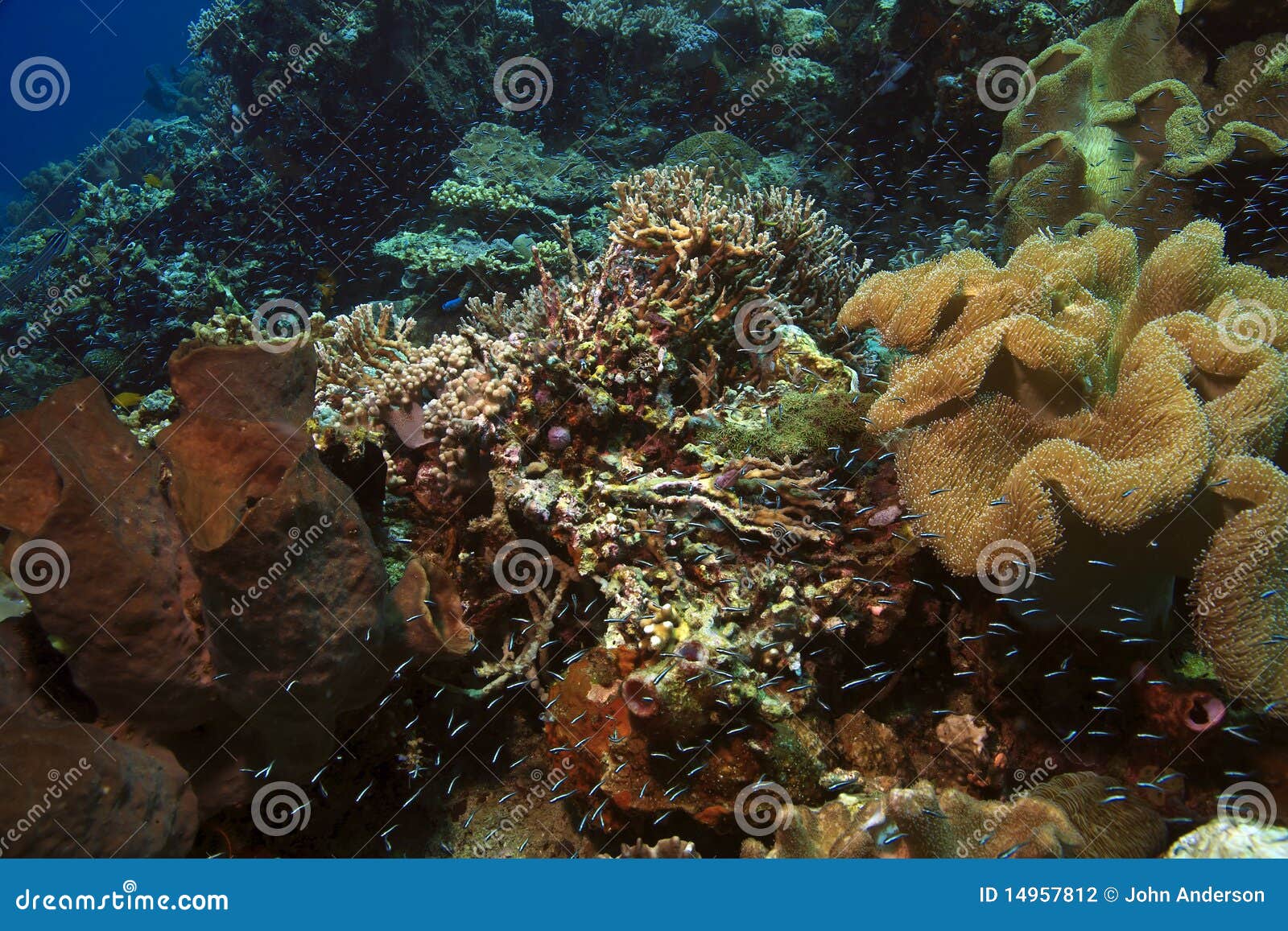 Indonesian Coral reef stock photo. Image of soft, sulawesi - 14957812