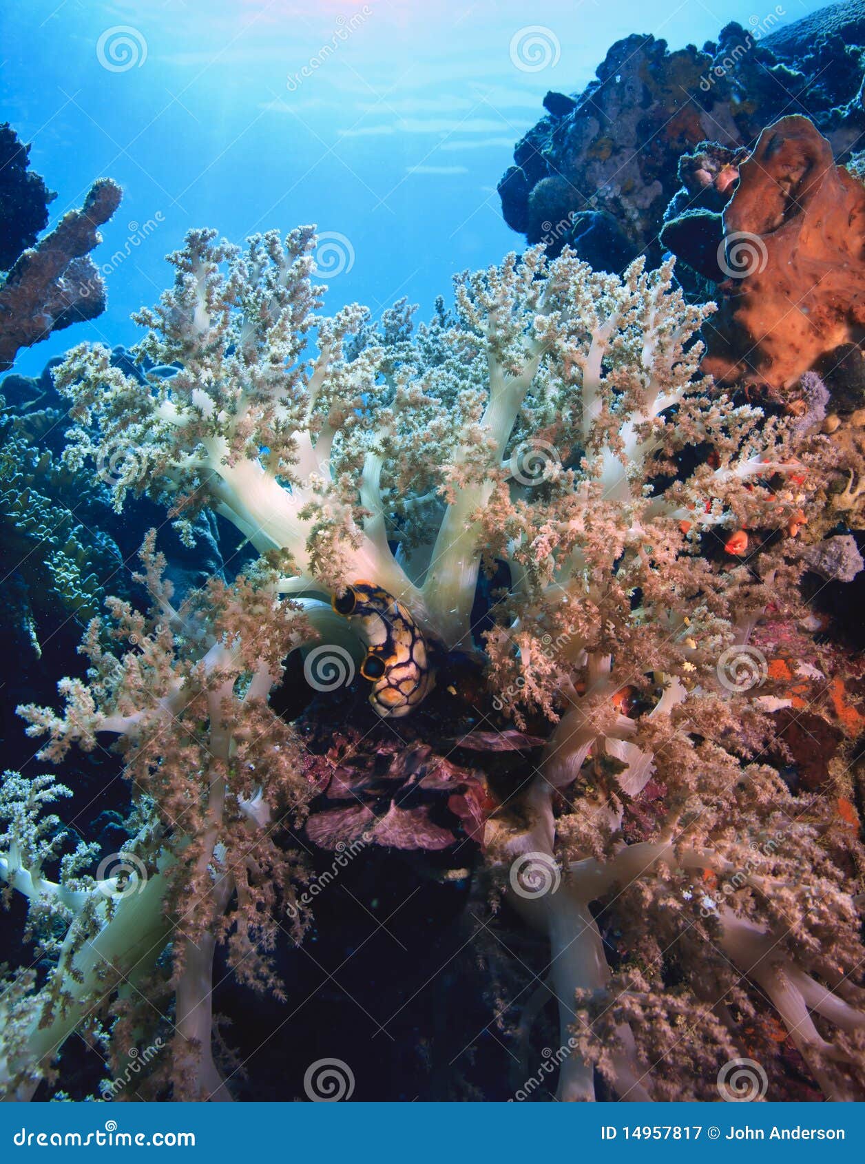 Indonesian Coral reef stock image. Image of north, fish - 14957817