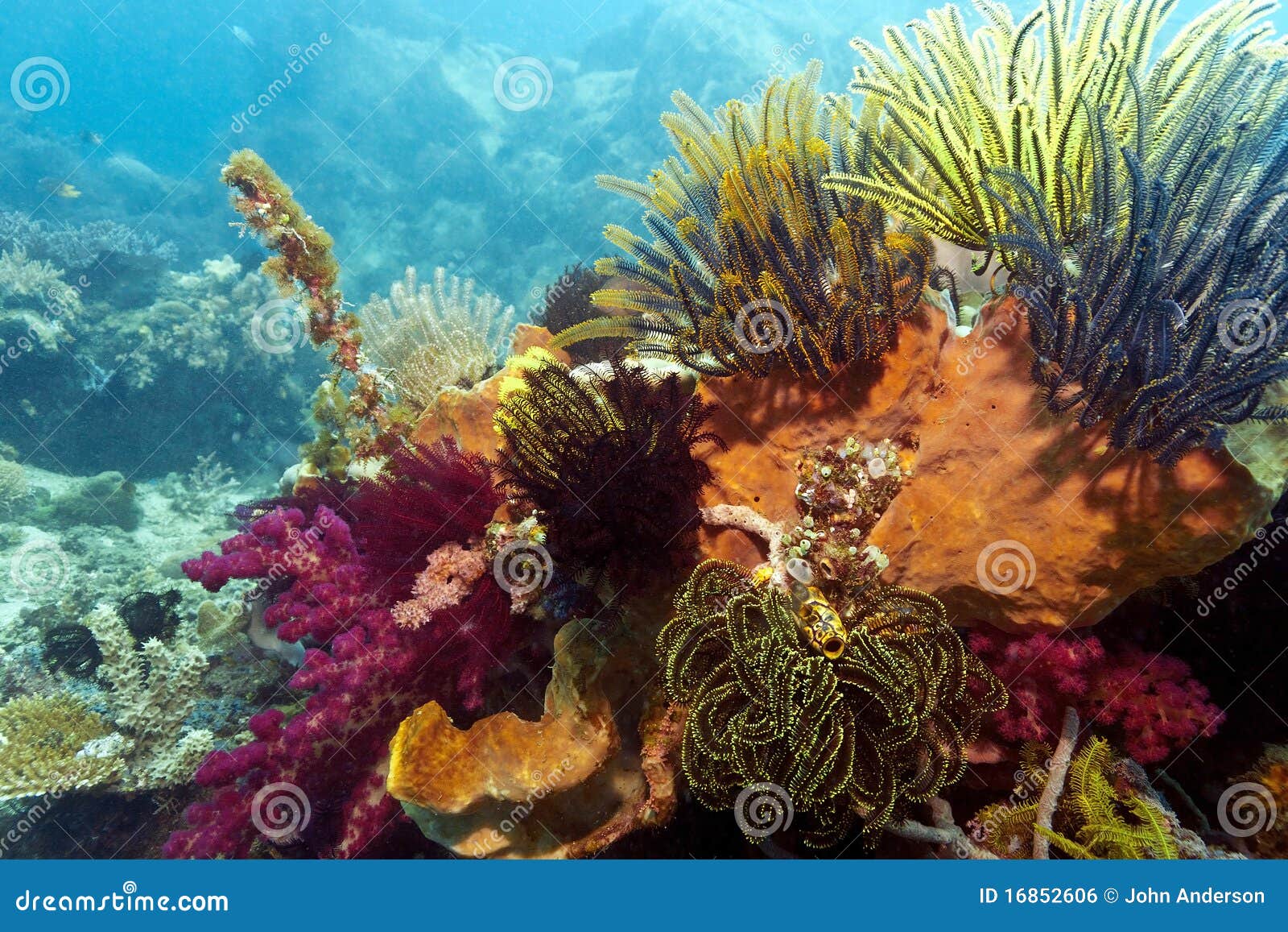 Indonesian coral reef stock photo. Image of coral, community - 16852606