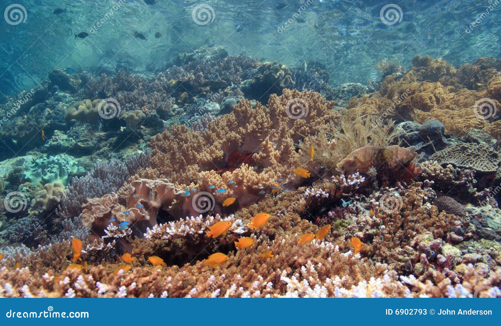 Indonesian Coral Reef Picture. Image: 6902793