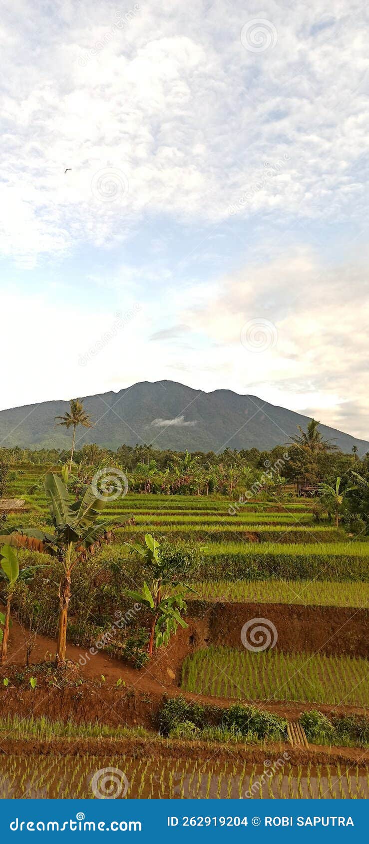 Indonesian countryside stock photo. Image of indonesian - 262919204