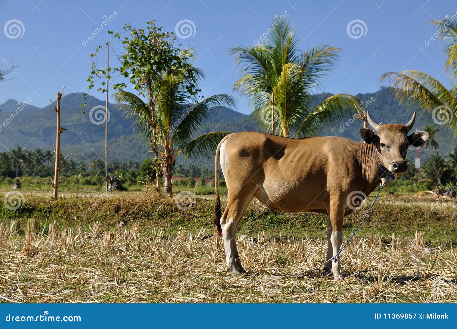 Indonesian cow on pasture stock image. Image of palm - 11369857