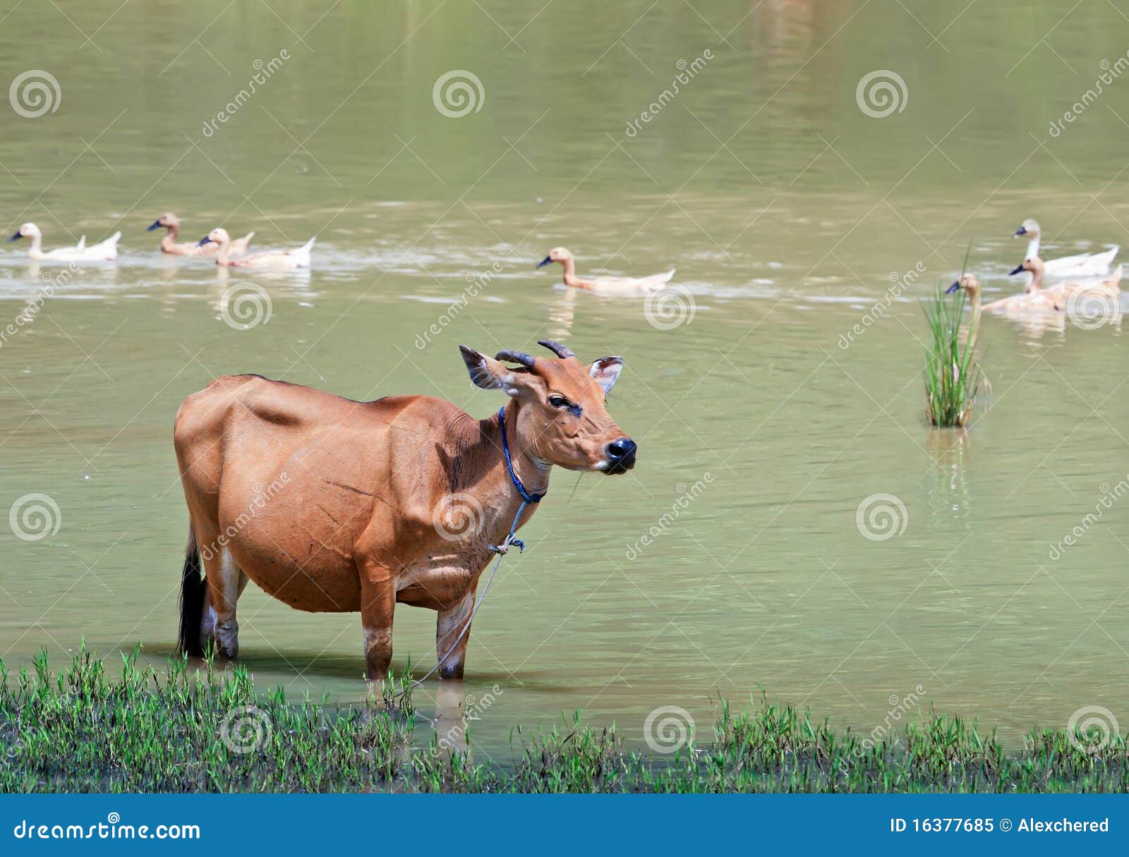 Cow Standing in Pond, Indonesia Stock Image - Image of makassar, green ...