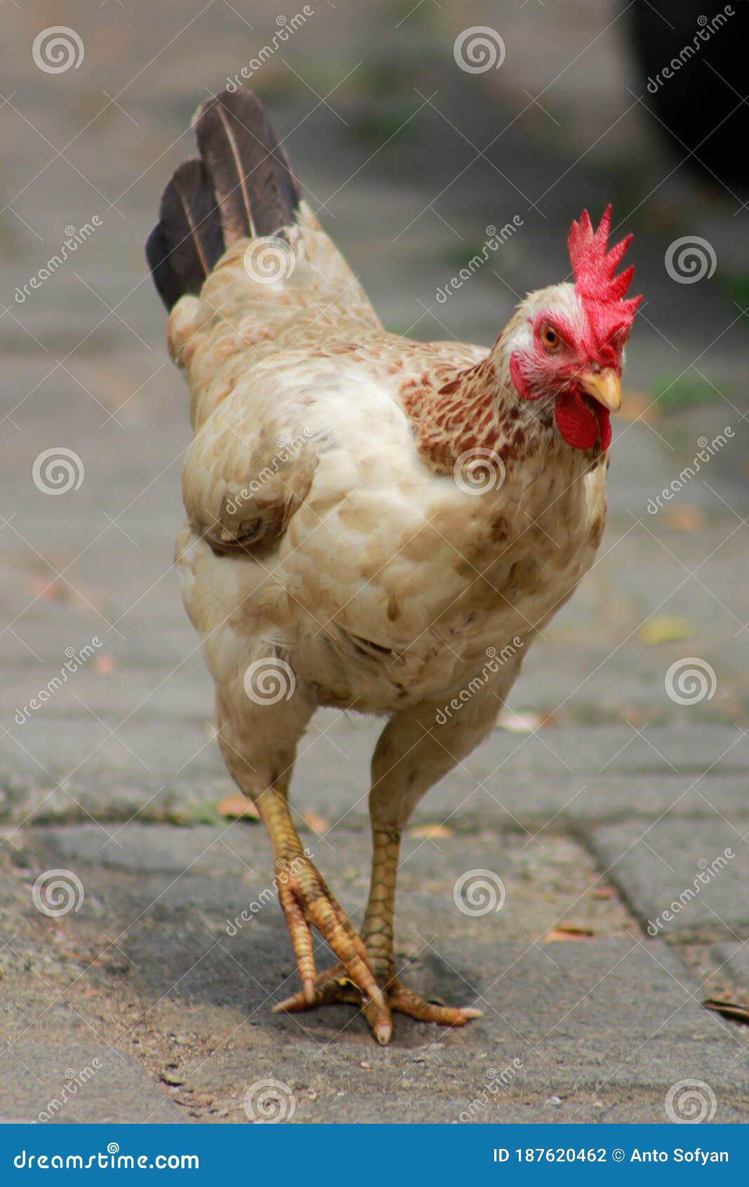 Indonesian Domestic Chickens Stock Photo - Image of parrot, peafowl ...