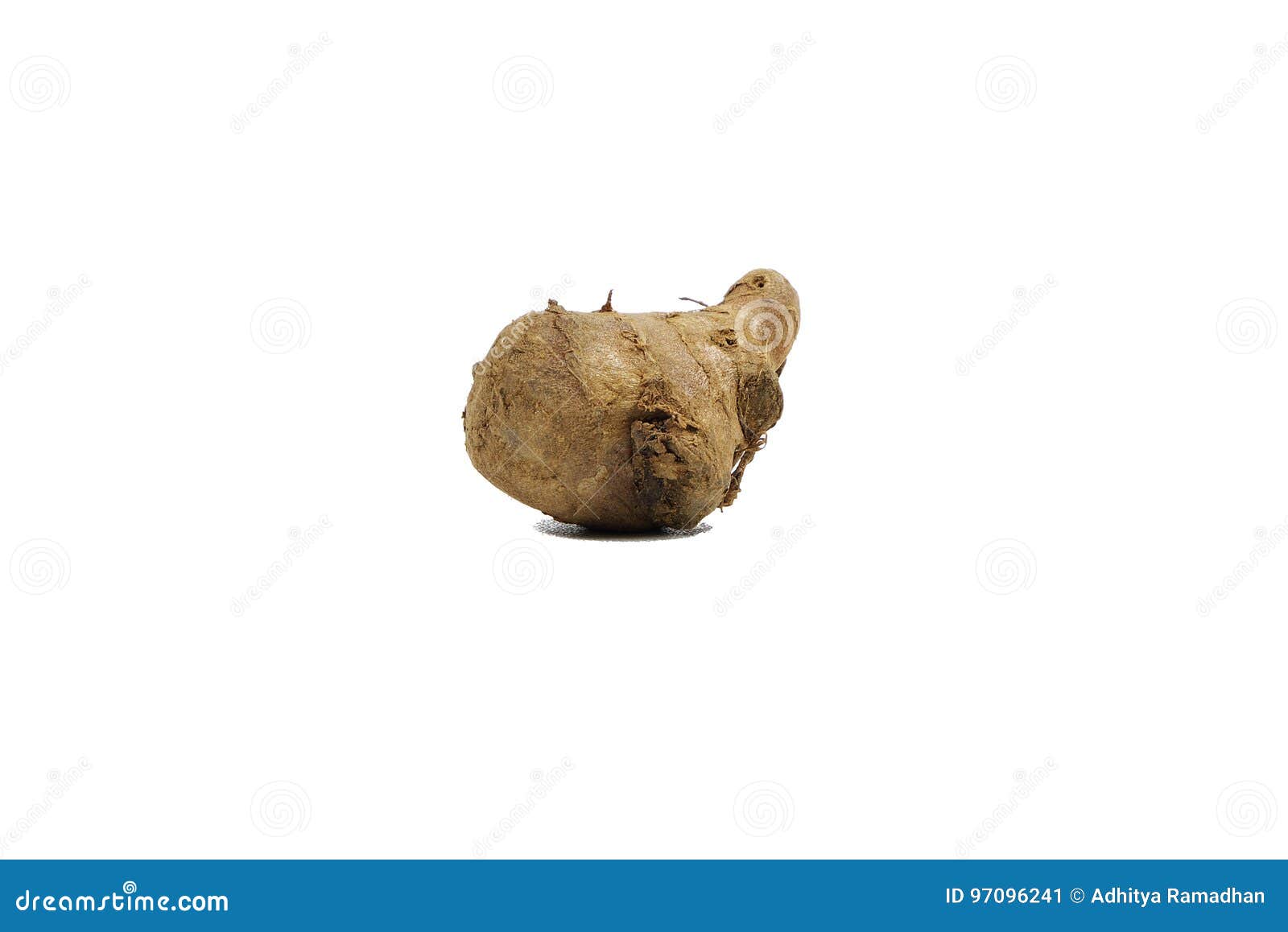 Indonesian Dried Fingerroot Stock Image - Image of ginger, krachai ...