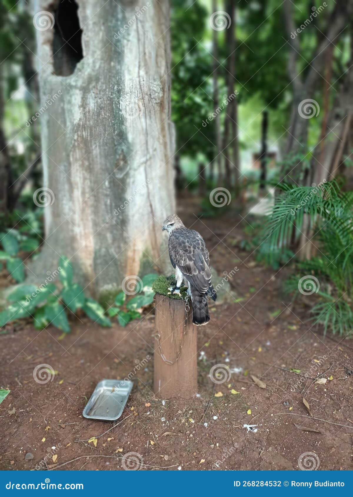 Indonesian Eagle stock photo. Image of plant, flower - 268284532