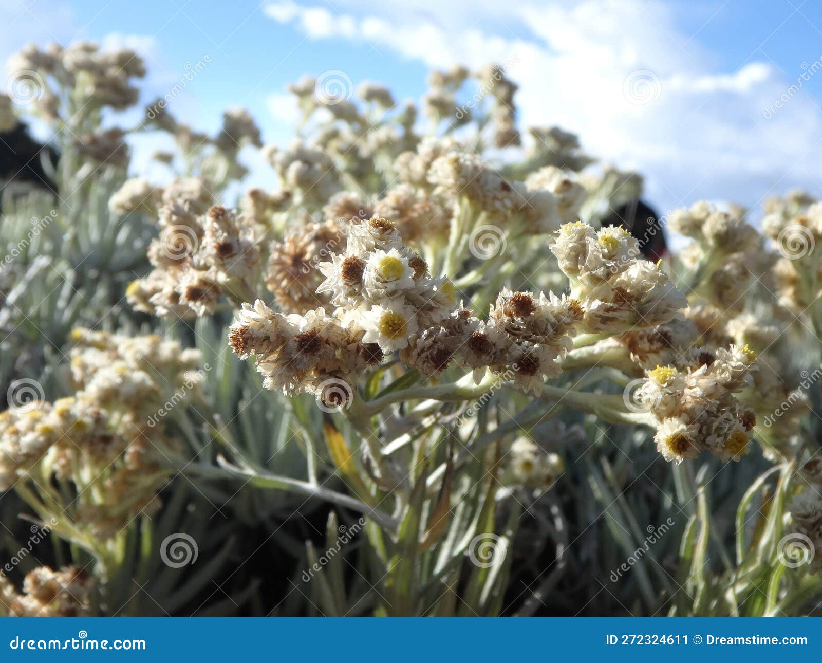 Indonesian Edelweiss in the Mountain, Gede Mountain Stock Image - Image ...