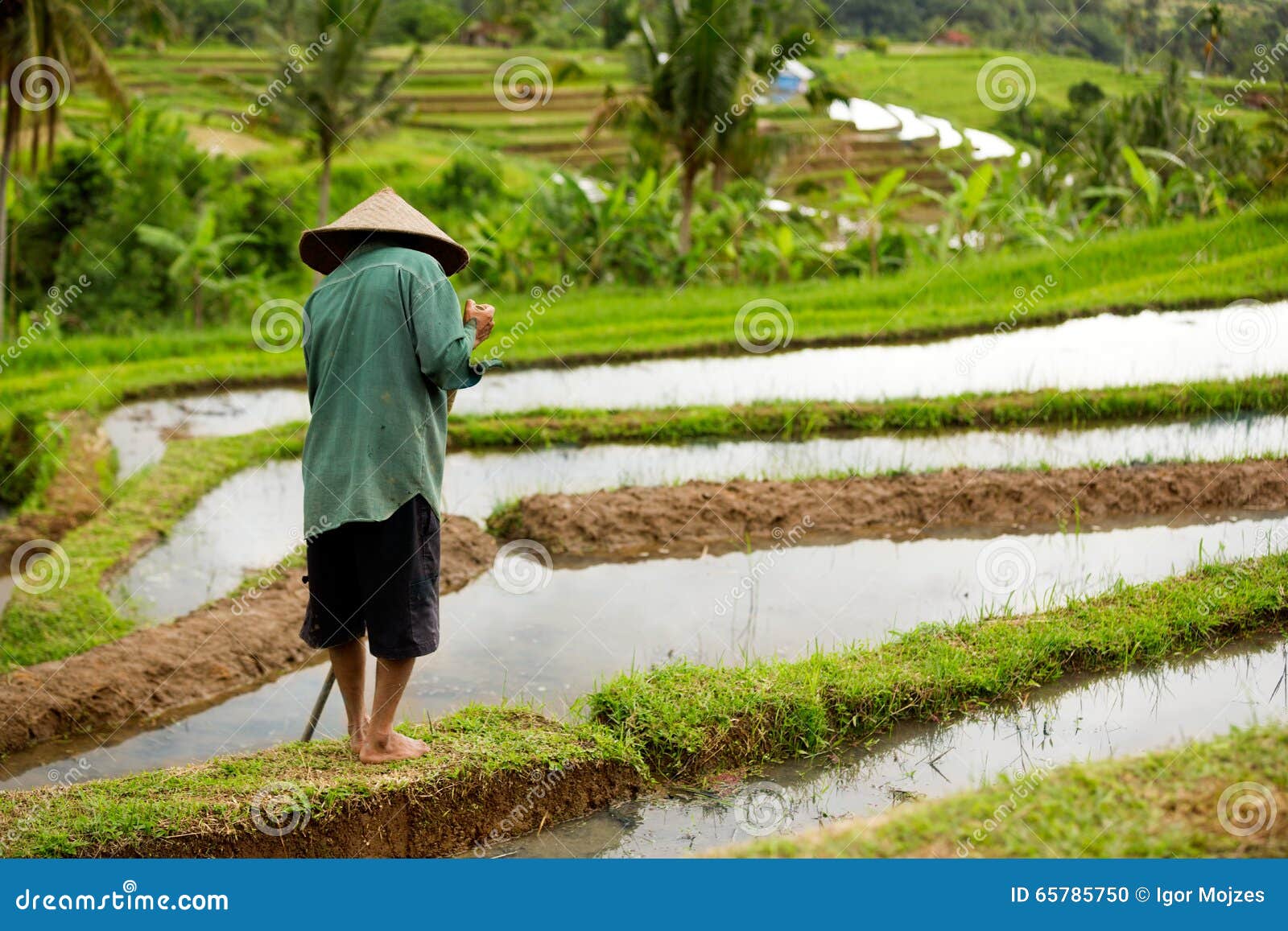 Indonesian Farmer on Rice Field Editorial Image - Image of horizontal ...