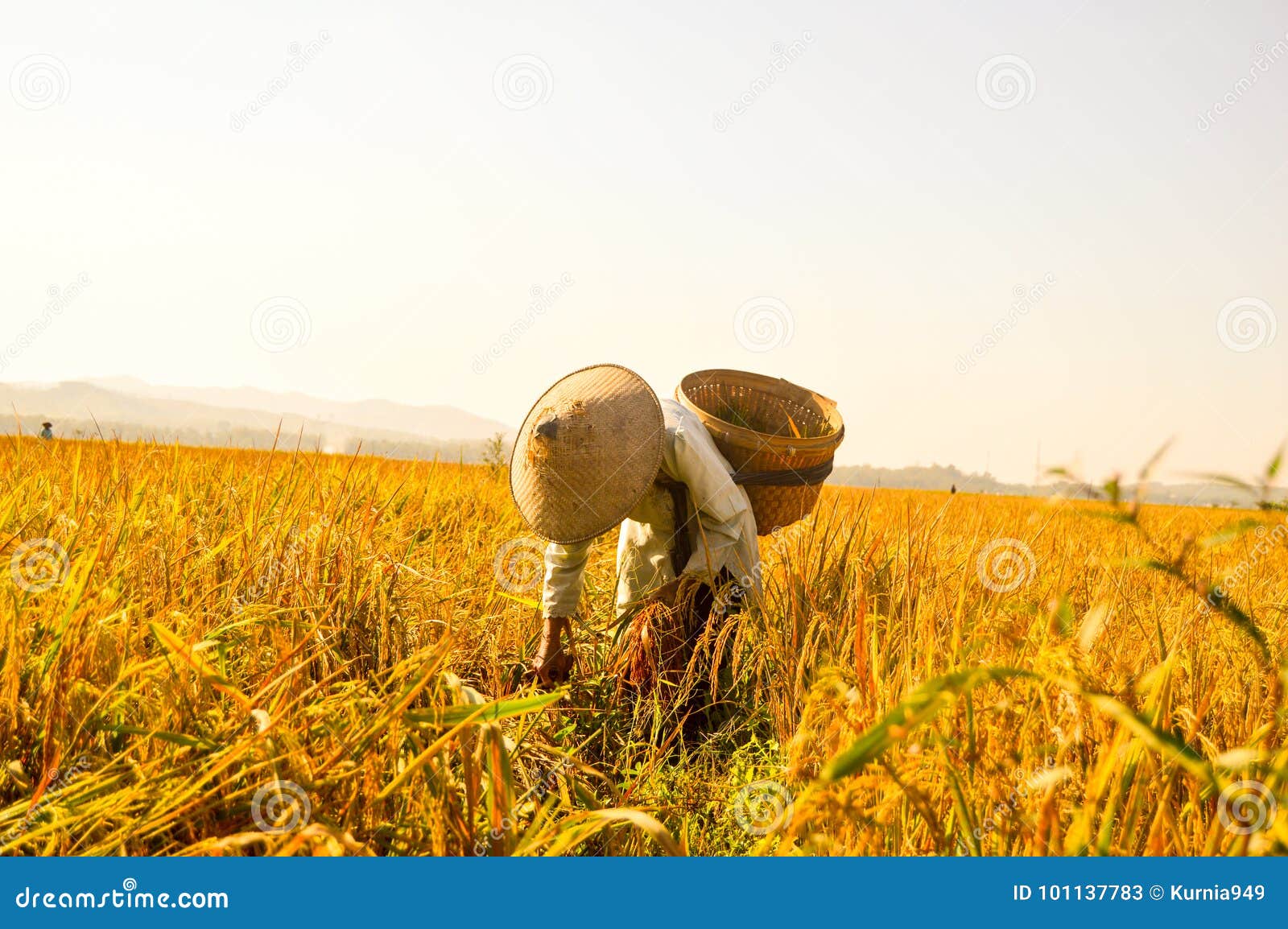 Indonesian Farmer Working at Golden Rice Fields Editorial Stock Photo ...