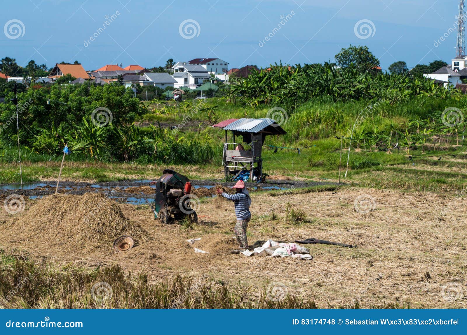 Indonesian Farmer Working on a Rice Field Editorial Stock Photo - Image ...